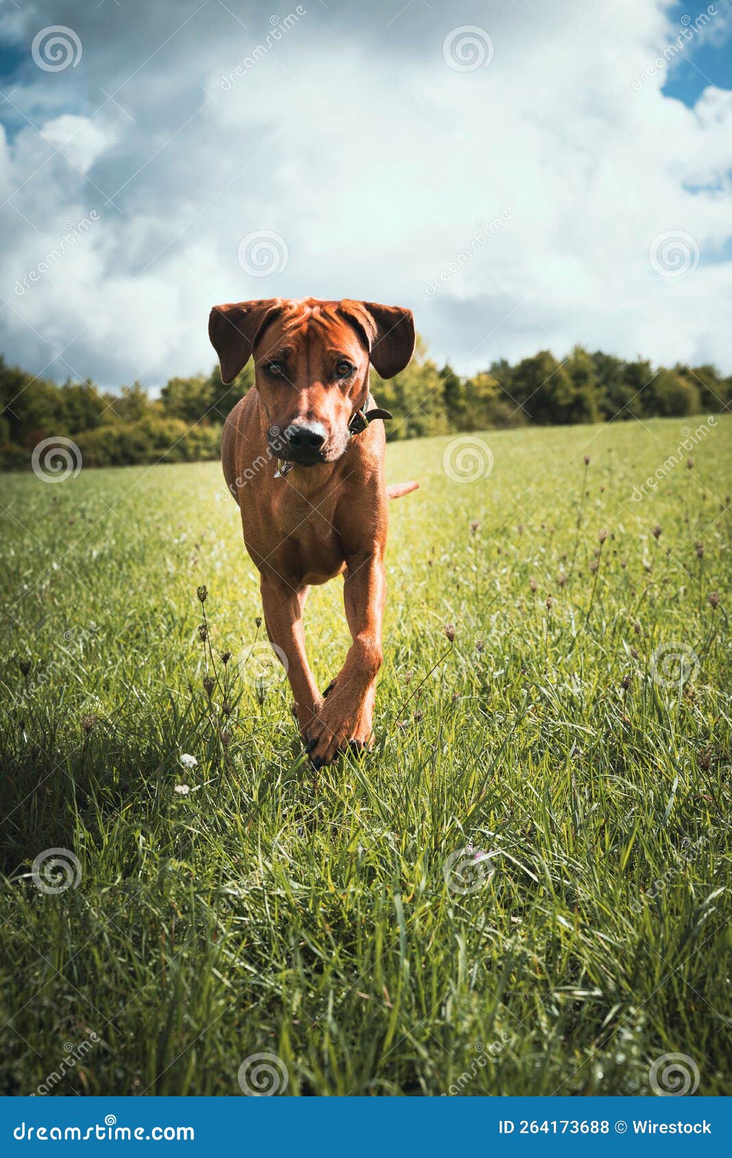 Portrait of a Rhodesian Ridgeback Running in a Field Under the Sunlight ...
