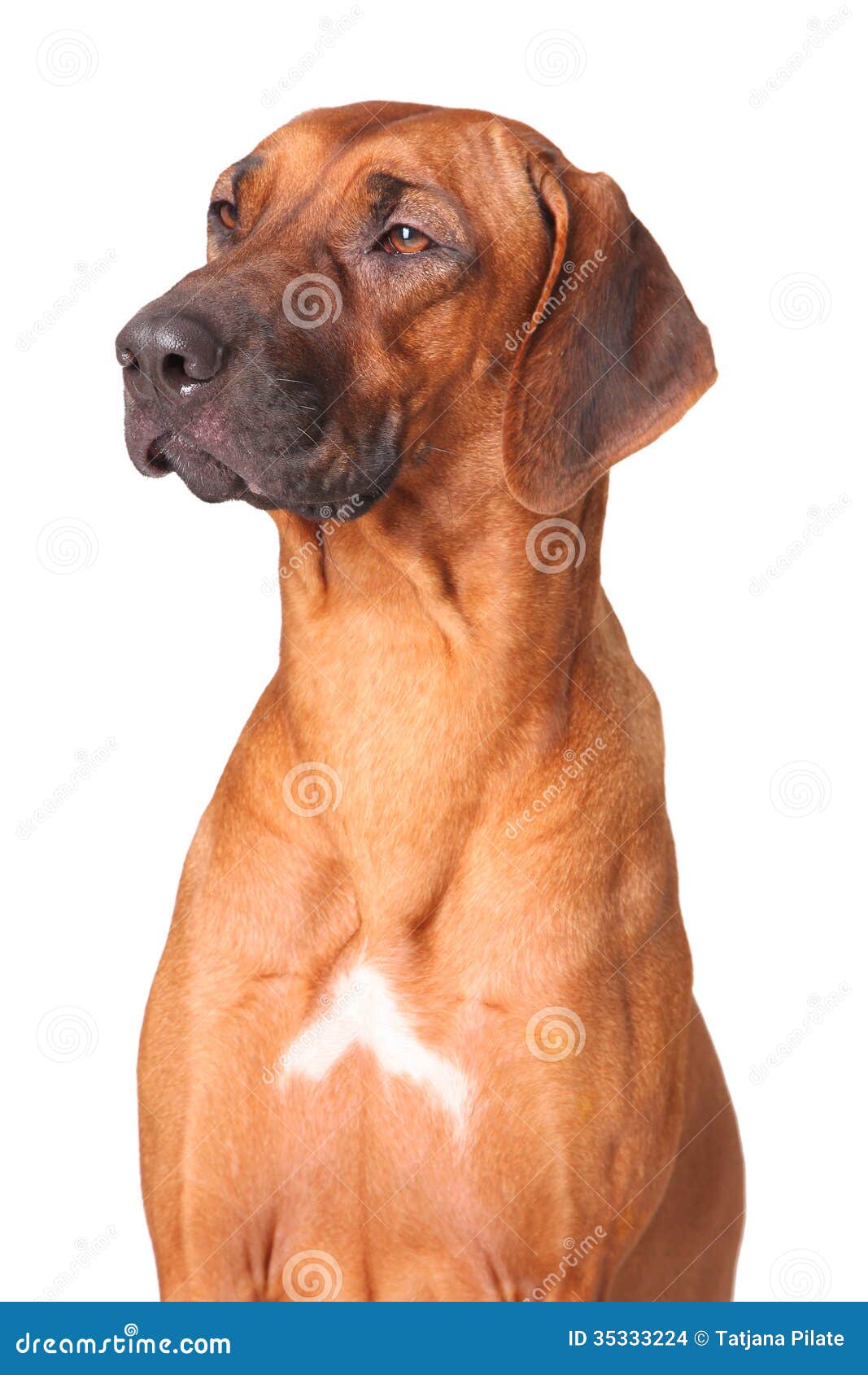 Portrait Stock Images - Image: 35333224