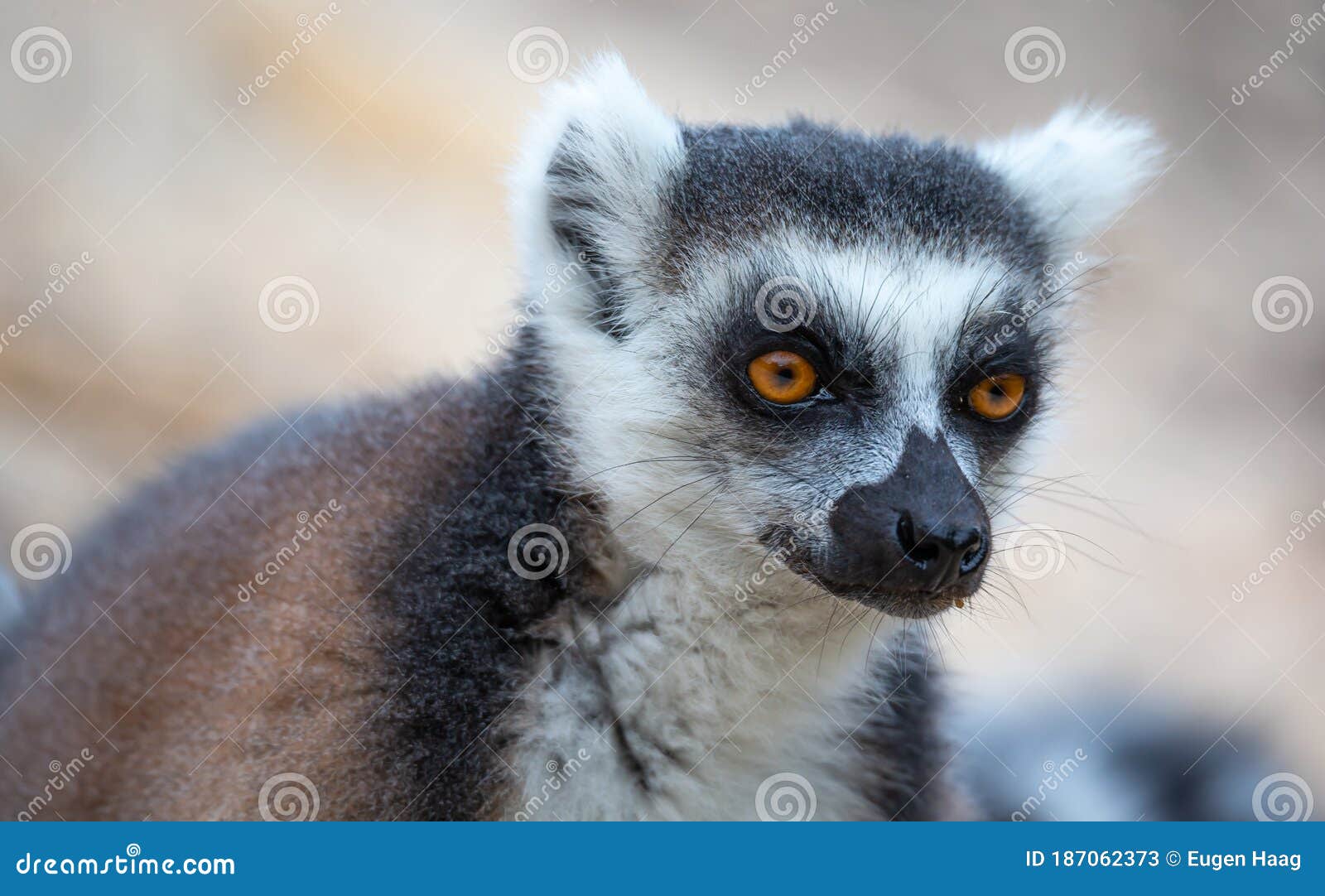 A Lemur Close Up Side View Stock Photography | CartoonDealer.com #89002178