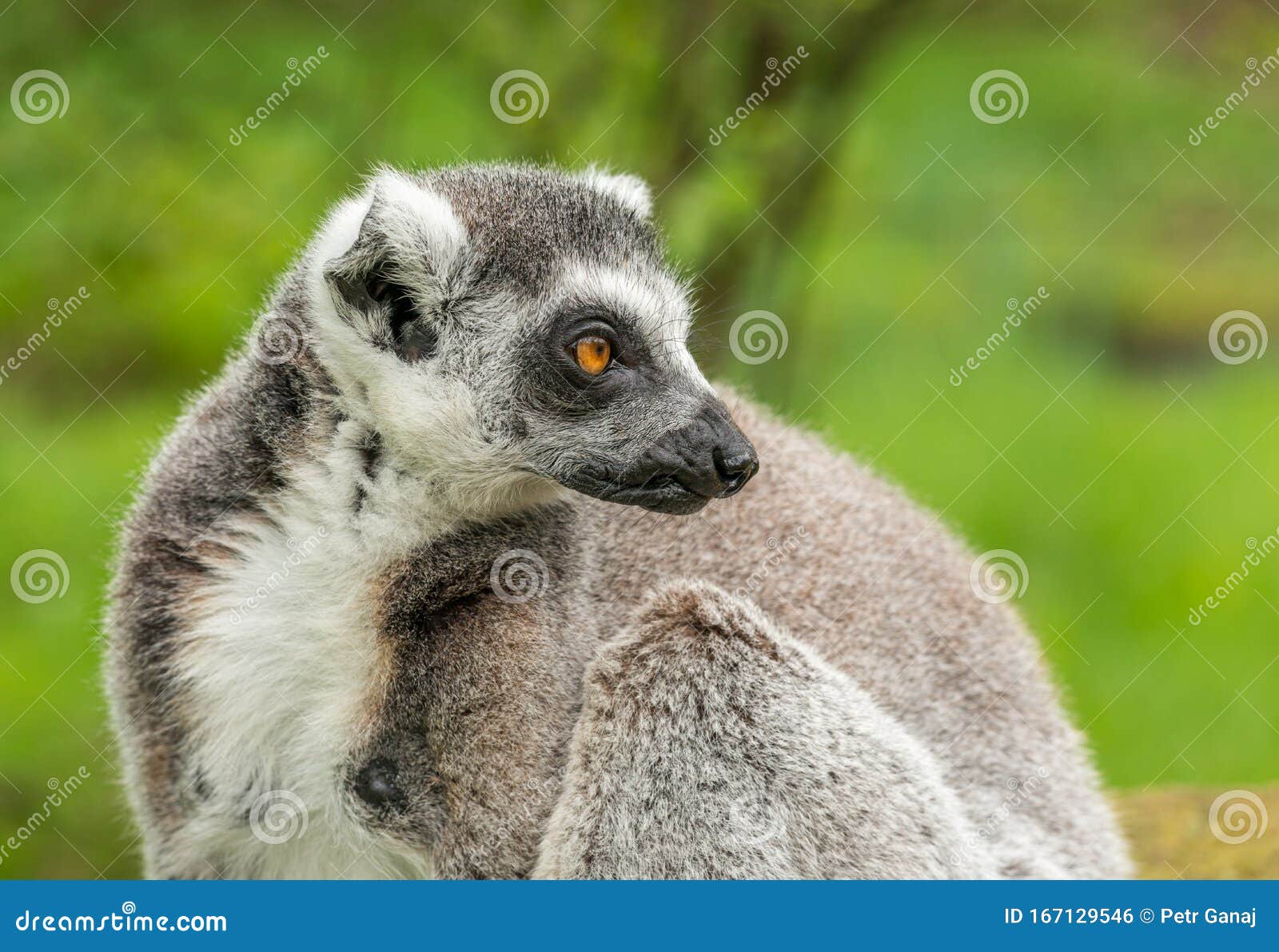 Portrait of Ring Tailed Lemur Sitting Stock Photo - Image of species ...