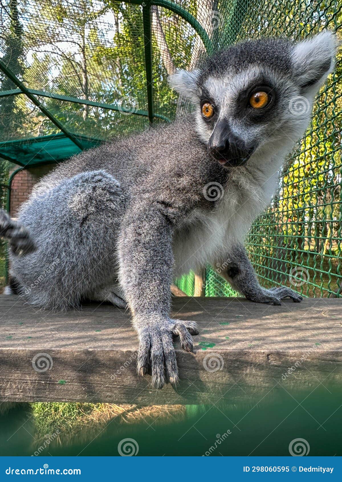 Portrait of Ring Tailed Lemur in Zoo Stock Image - Image of staring ...