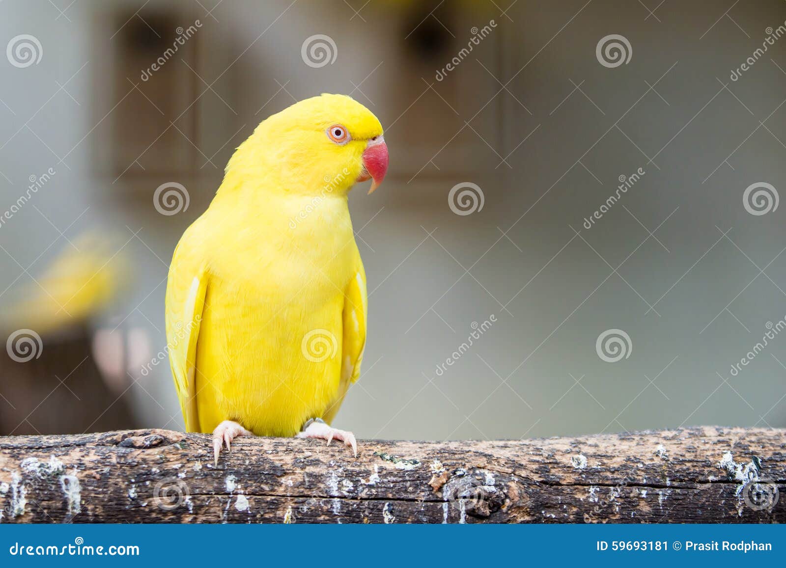 Portrait of Ringnecked Parakeet Bird Standing at Branch Stock Image ...