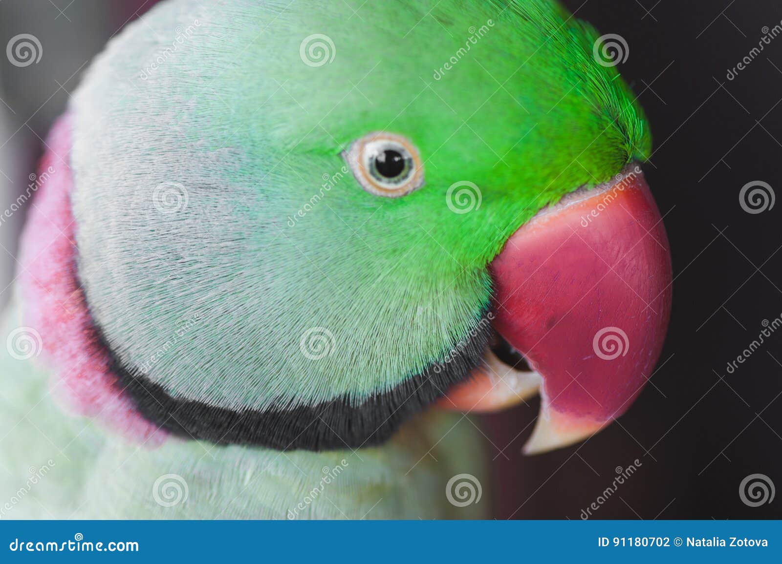 Portrait of Ringnecked Parakeet Stock Photo - Image of bird, necked ...