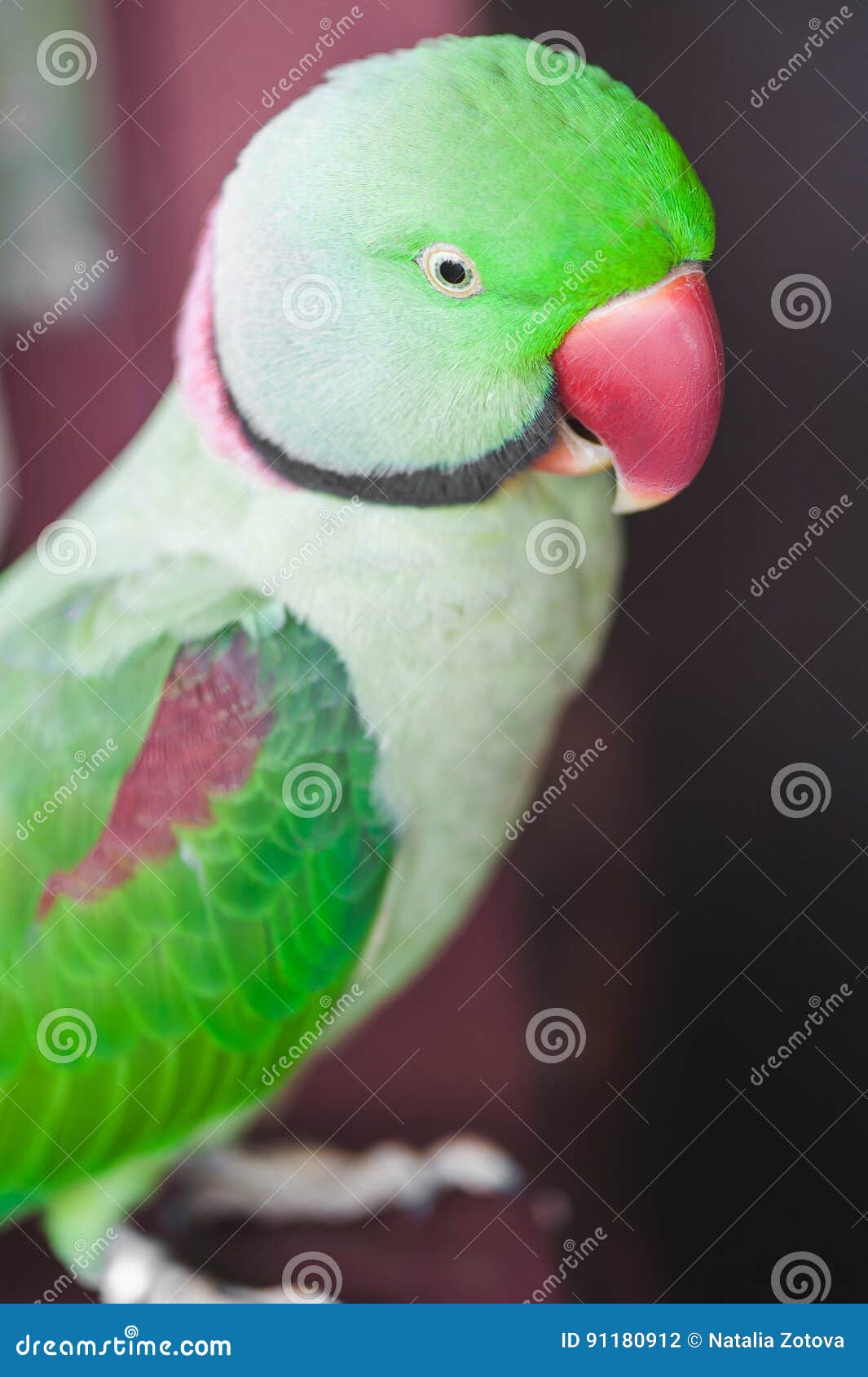 Portrait of Ringnecked Parakeet Stock Photo - Image of parakeet ...