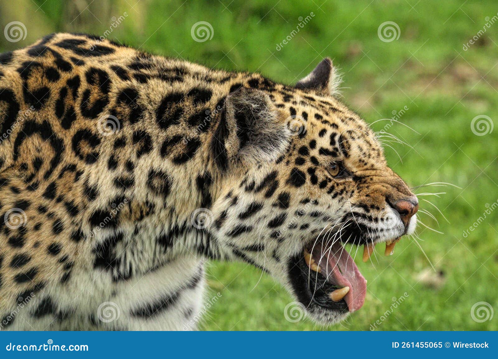 Portrait of a Roaring Amur Leopard Stock Image - Image of orientalis ...