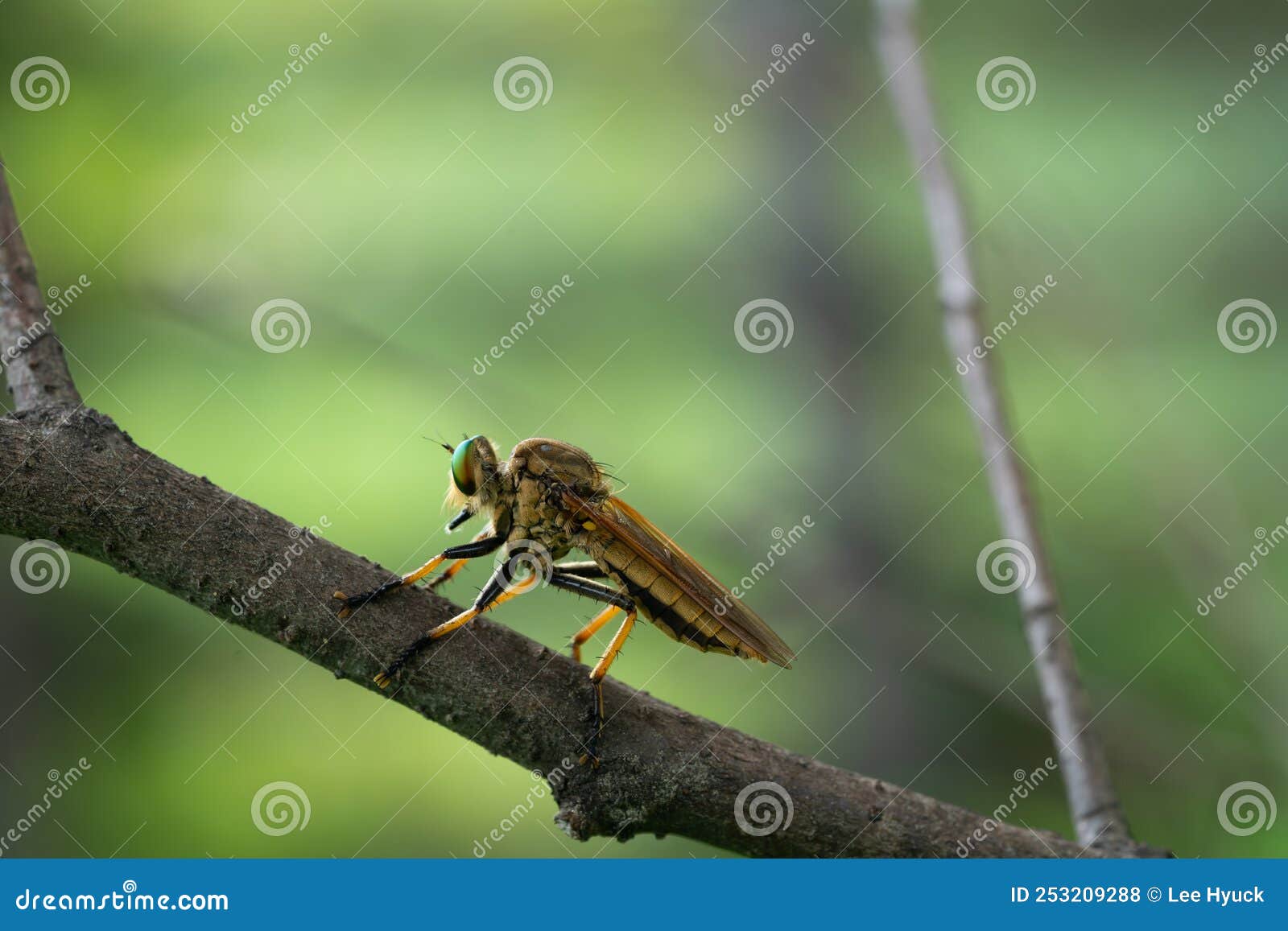 Robber Fly, Assassin Fly. a Close-up Stock Photo - Image of wild ...