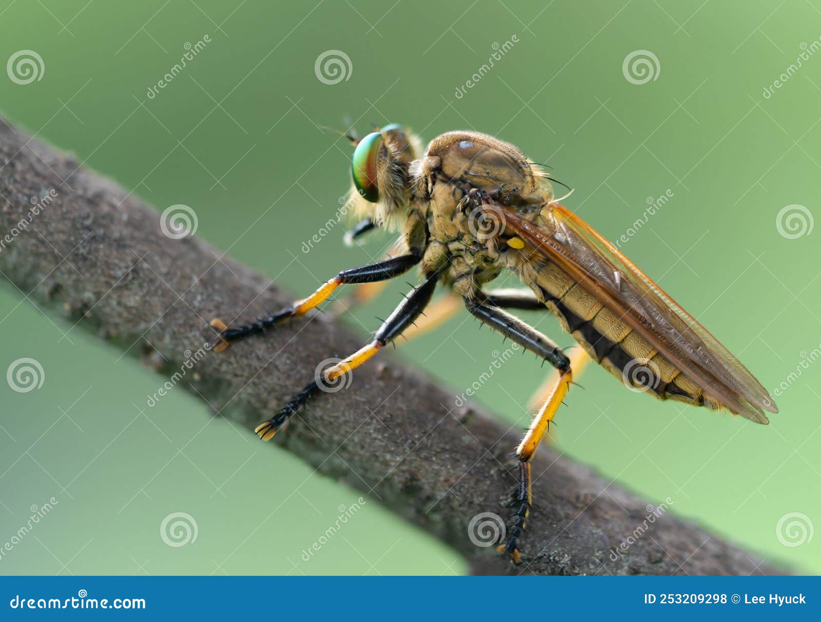 Robber Fly, Assassin Fly. a Close-up Stock Photo - Image of detail ...