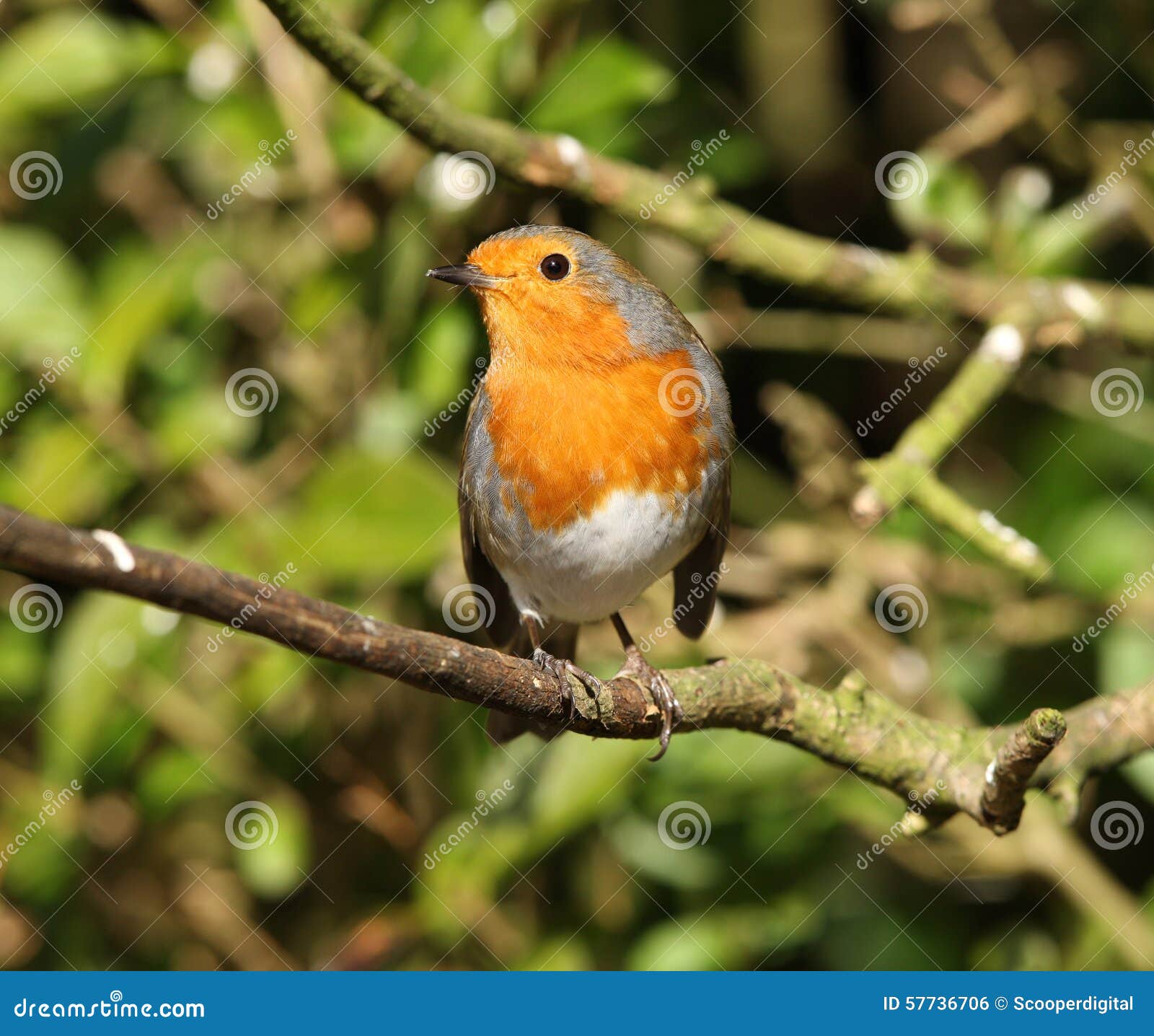 Portrait of a Robin stock photo. Image of garden, animal - 57736706