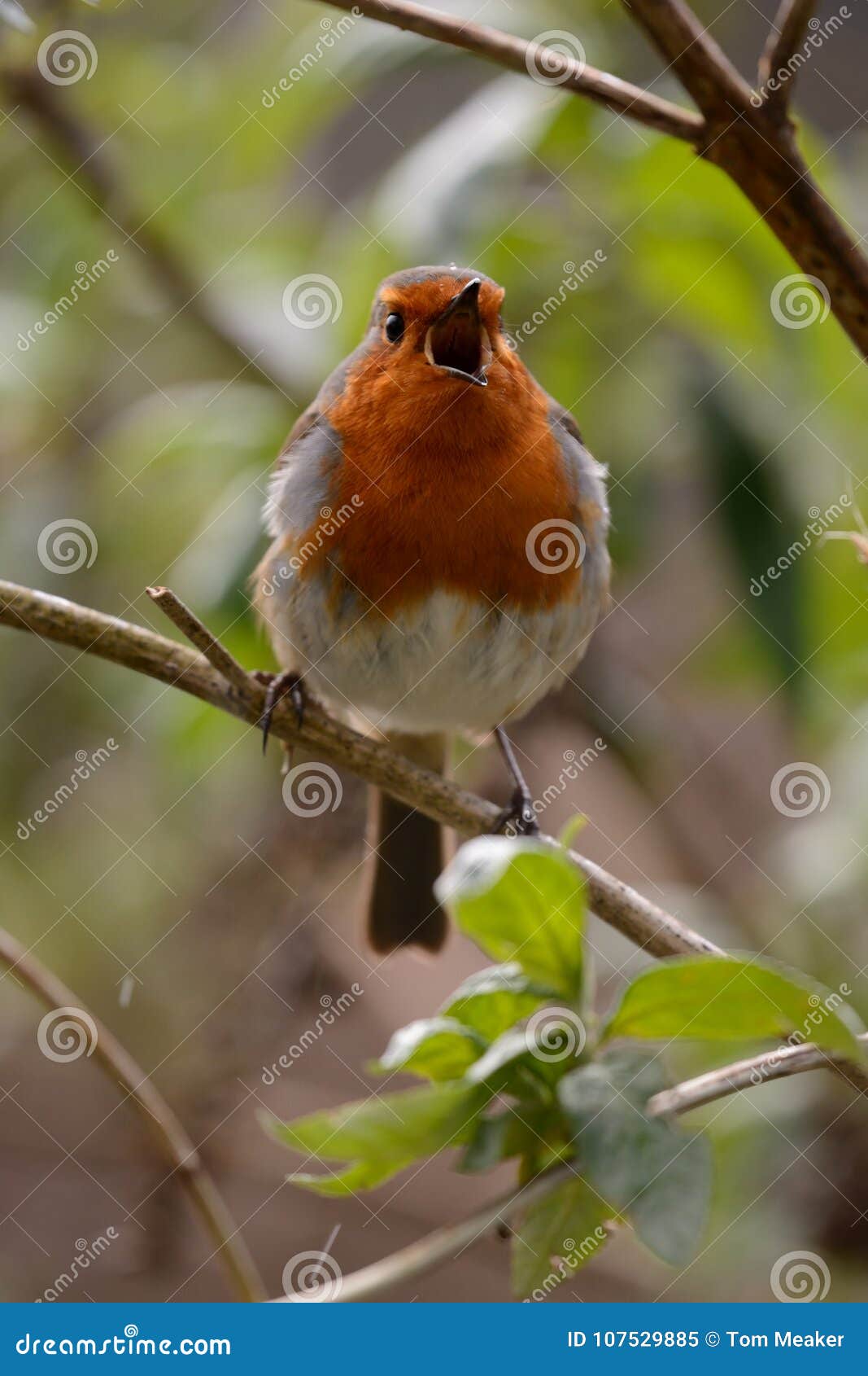 Singing robin stock image. Image of robin, nature, outdoors - 107529885