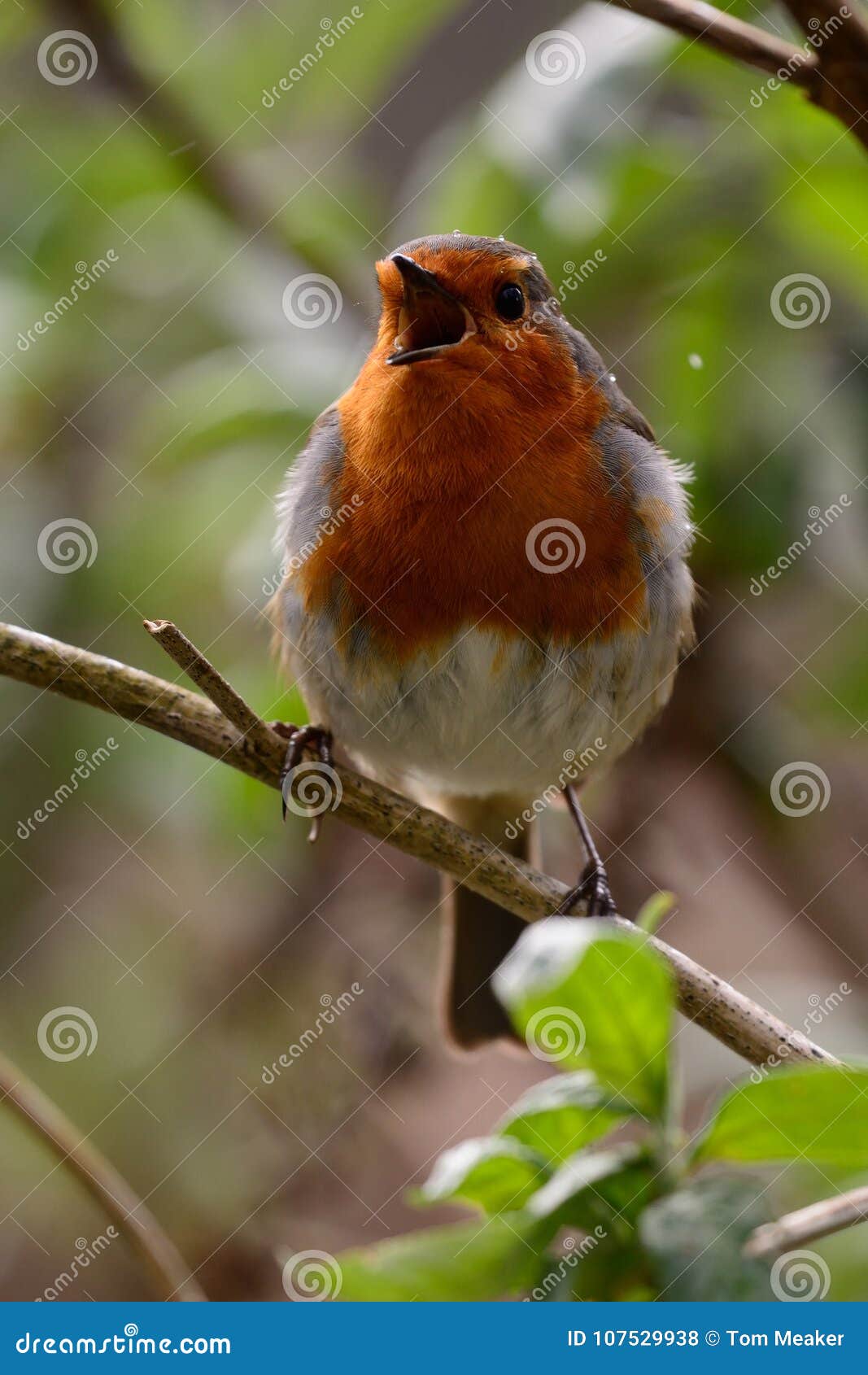 Singing robin stock photo. Image of bird, wild, raining - 107529938
