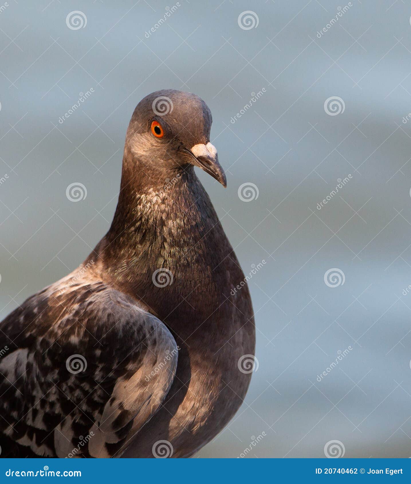 Portrait of a Rock Dove stock photo. Image of columba - 20740462