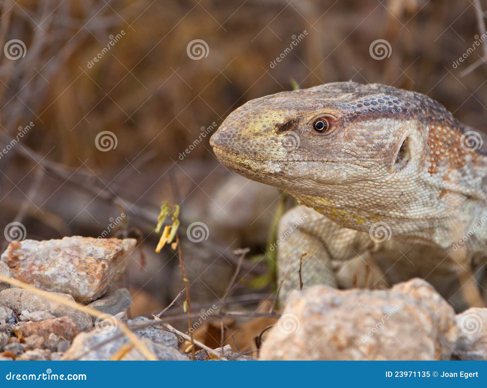 Portrait of a Rock Monitor stock image. Image of east - 23971135