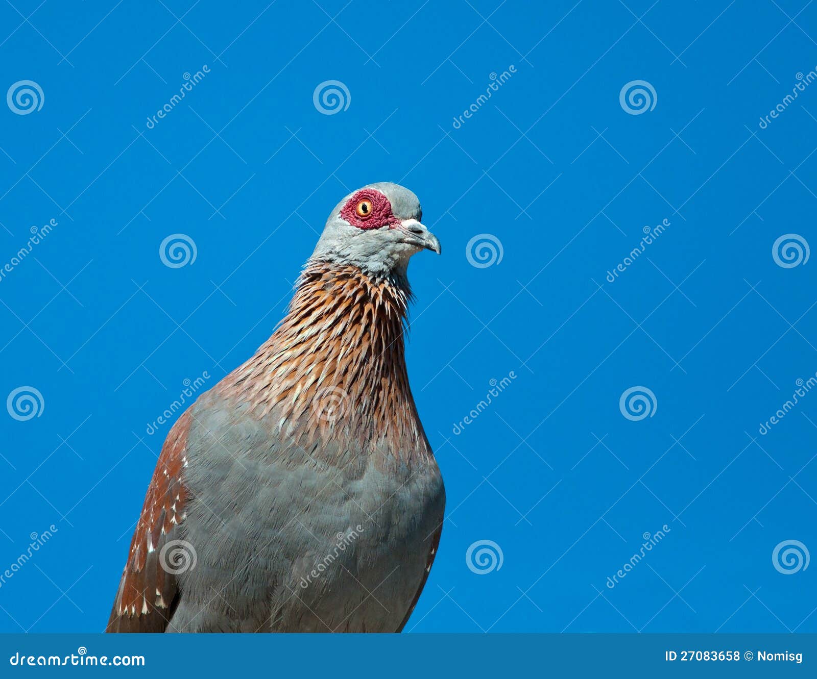 Kransduif Stock Photos - Free & Royalty-Free Stock Photos from Dreamstime