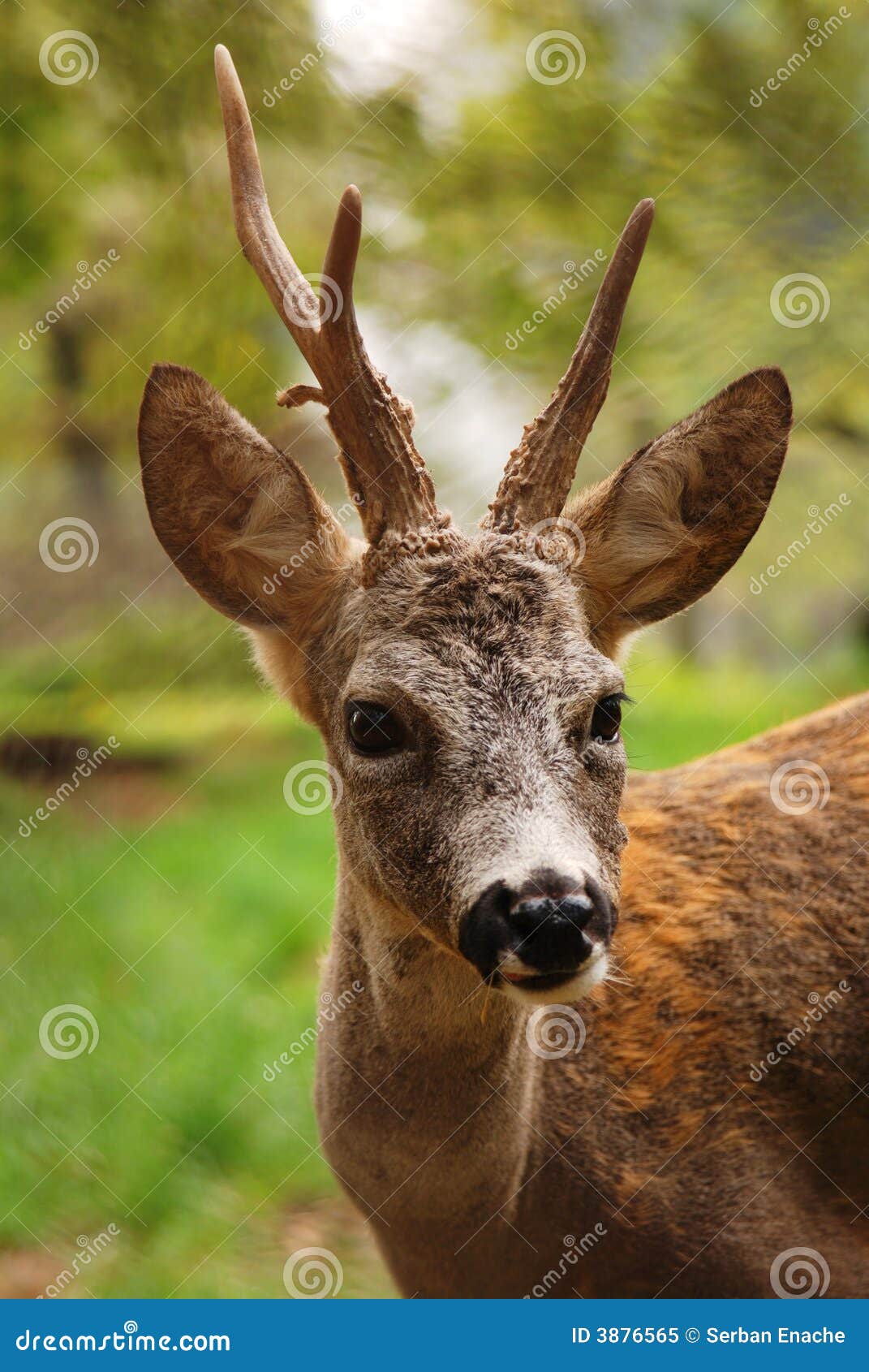 Portrait of roe buck stock image. Image of horns, pretty - 3876565