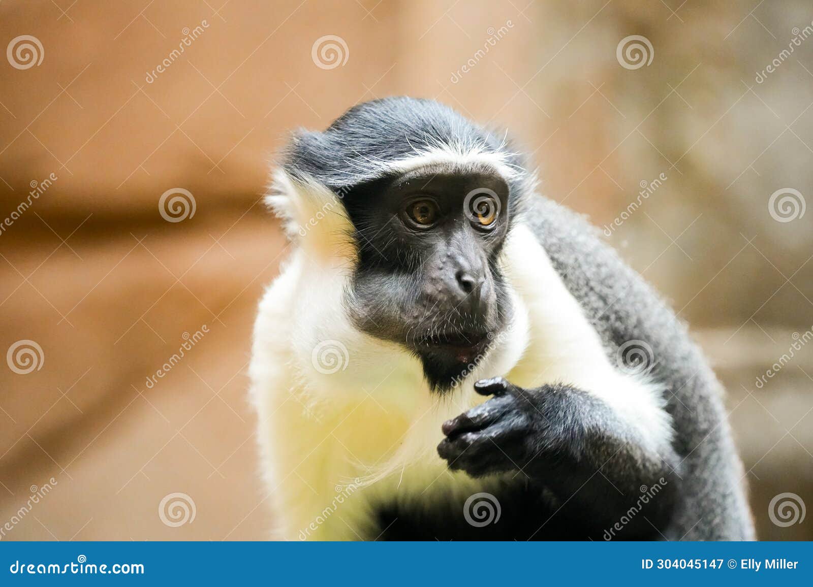 Portrait of a Roloway Monkey. Animal in Close-up Stock Image - Image of ...