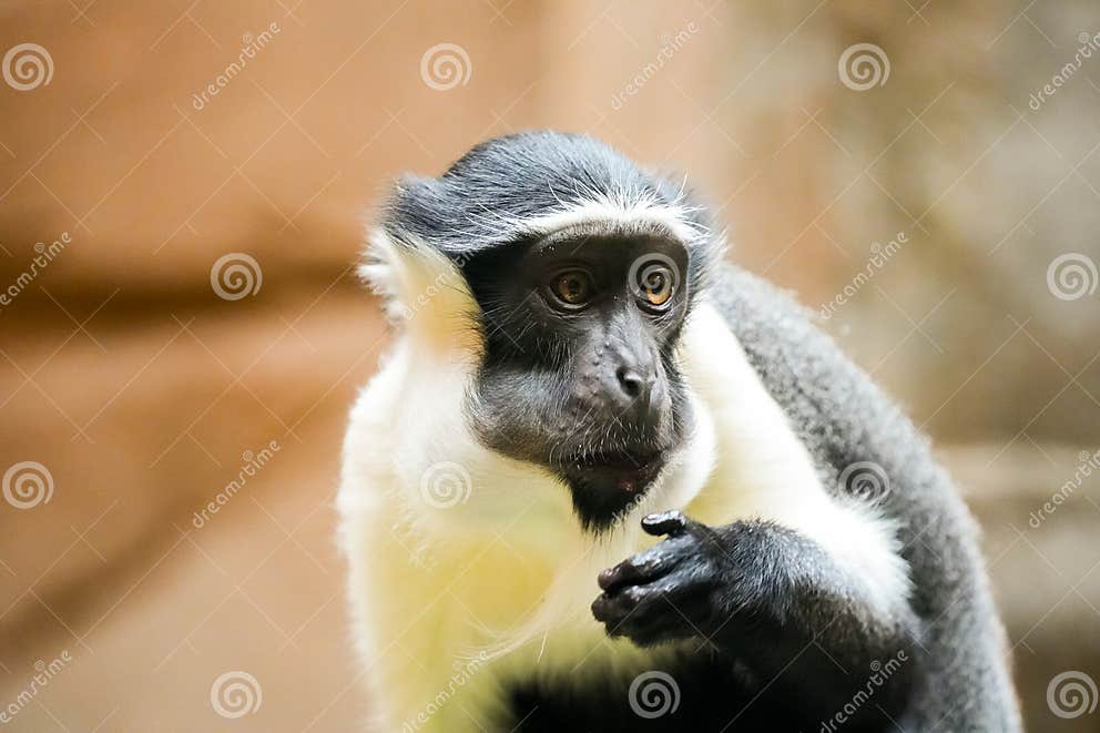 Portrait of a Roloway Monkey. Animal in Close-up Stock Image - Image of ...