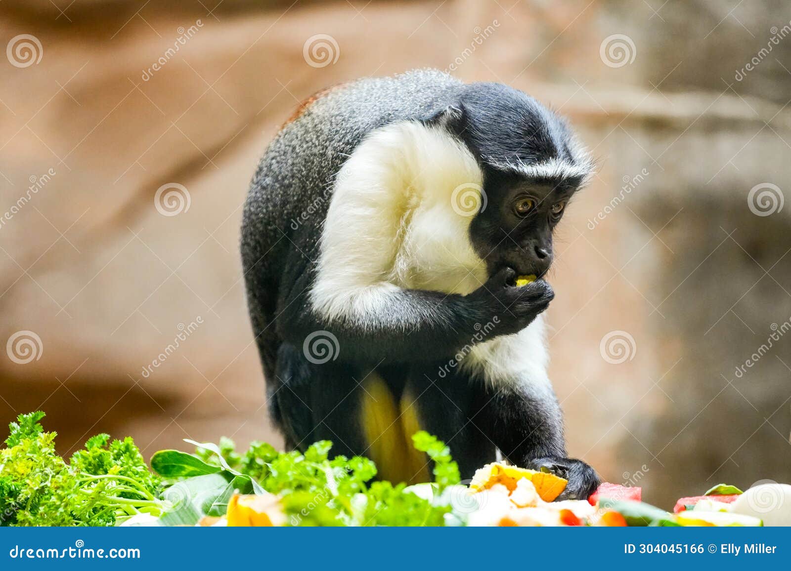 Portrait of a Roloway Monkey. Animal in Close-up Stock Photo - Image of ...