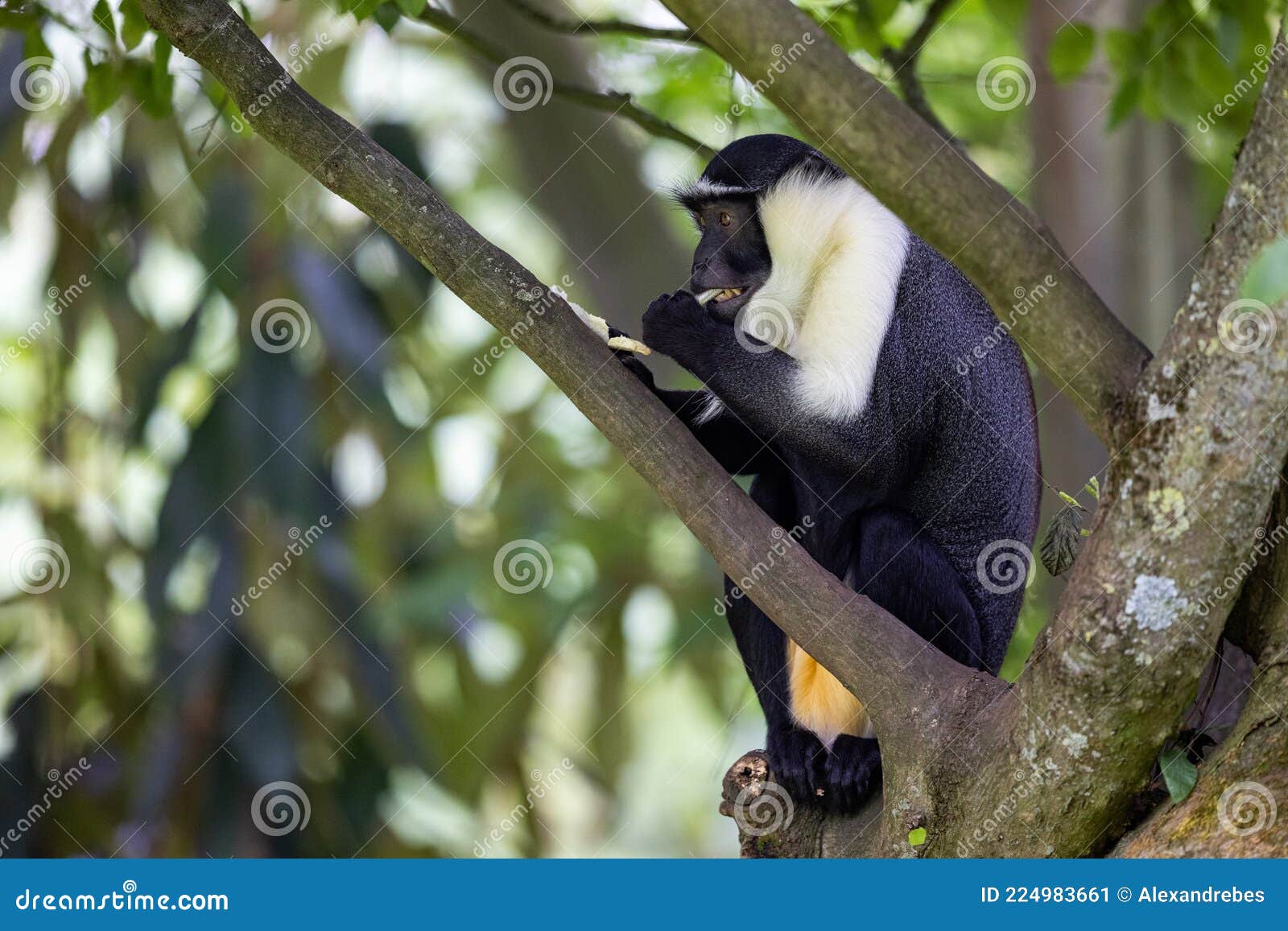 Portrait of a Roloway Monkey in the Forest Stock Image - Image of ...