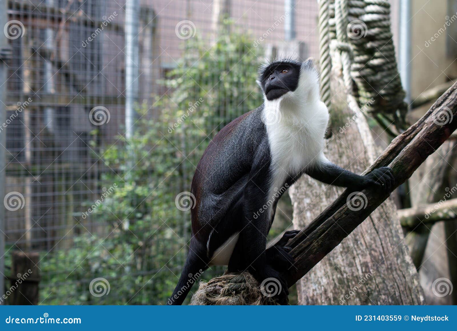 Roloway Monkey on Tree Branch at the Zoologic Park Stock Image - Image ...