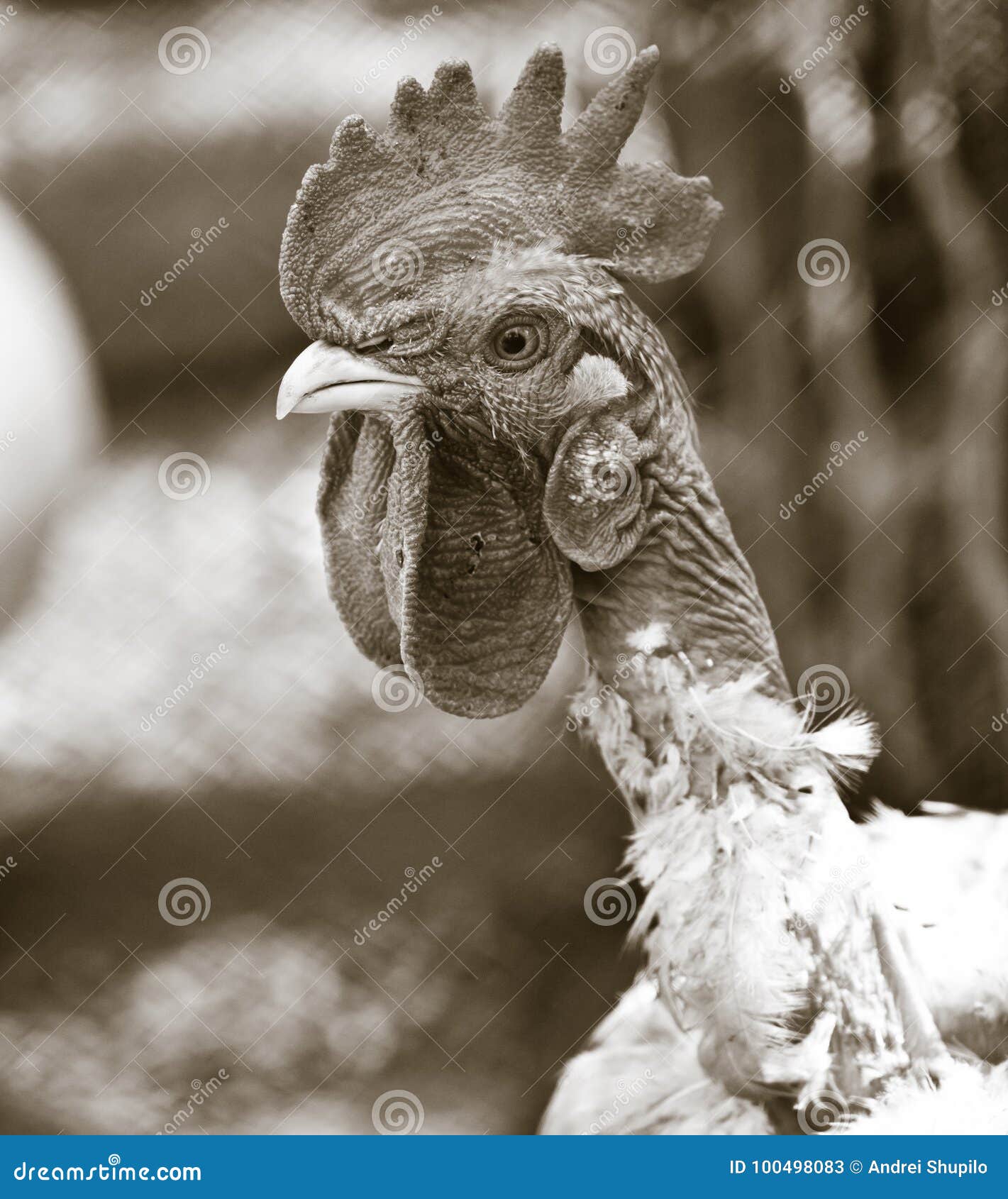 Portrait of a Rooster with a Bare Neck Stock Image - Image of farmyard ...
