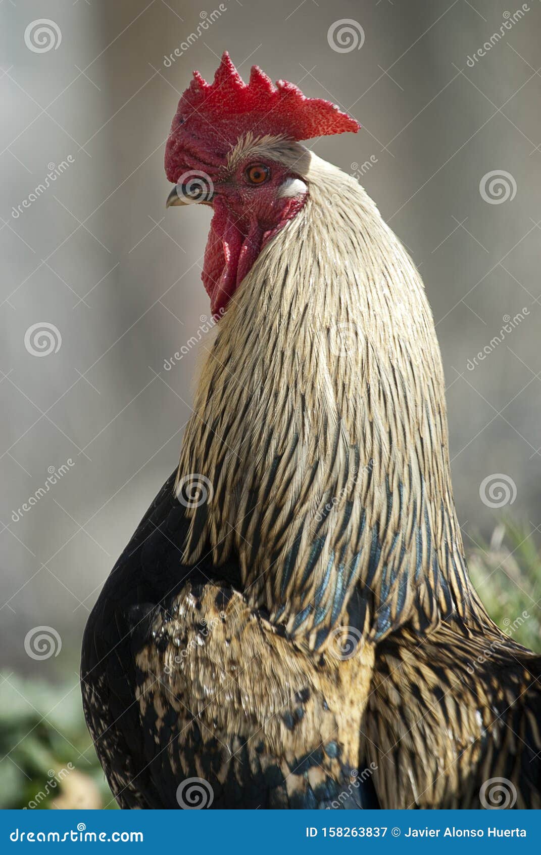 Portrait of Rooster, crest stock image. Image of cluck - 158263837