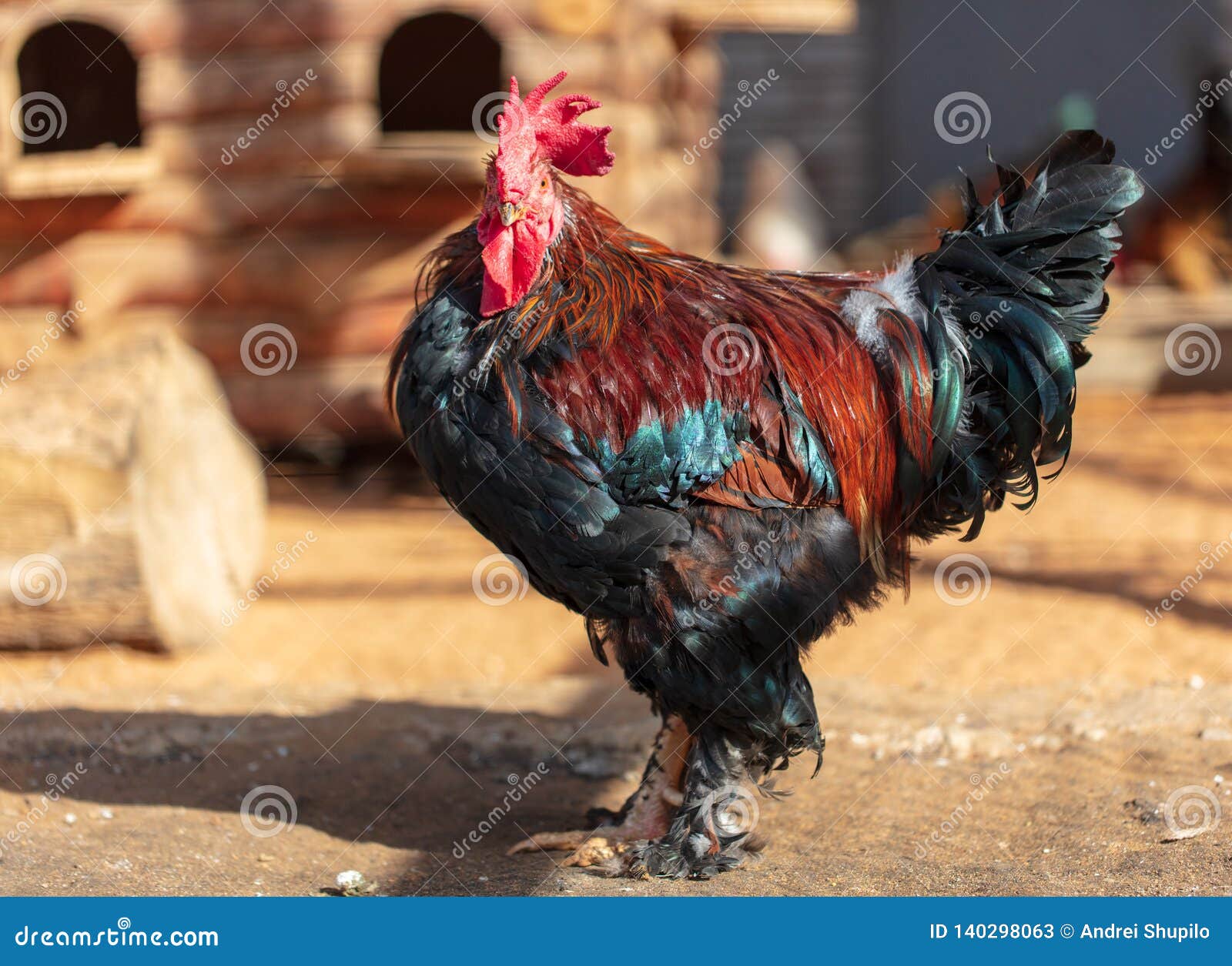 Portrait of a Rooster on a Farm Stock Image - Image of husbandry ...