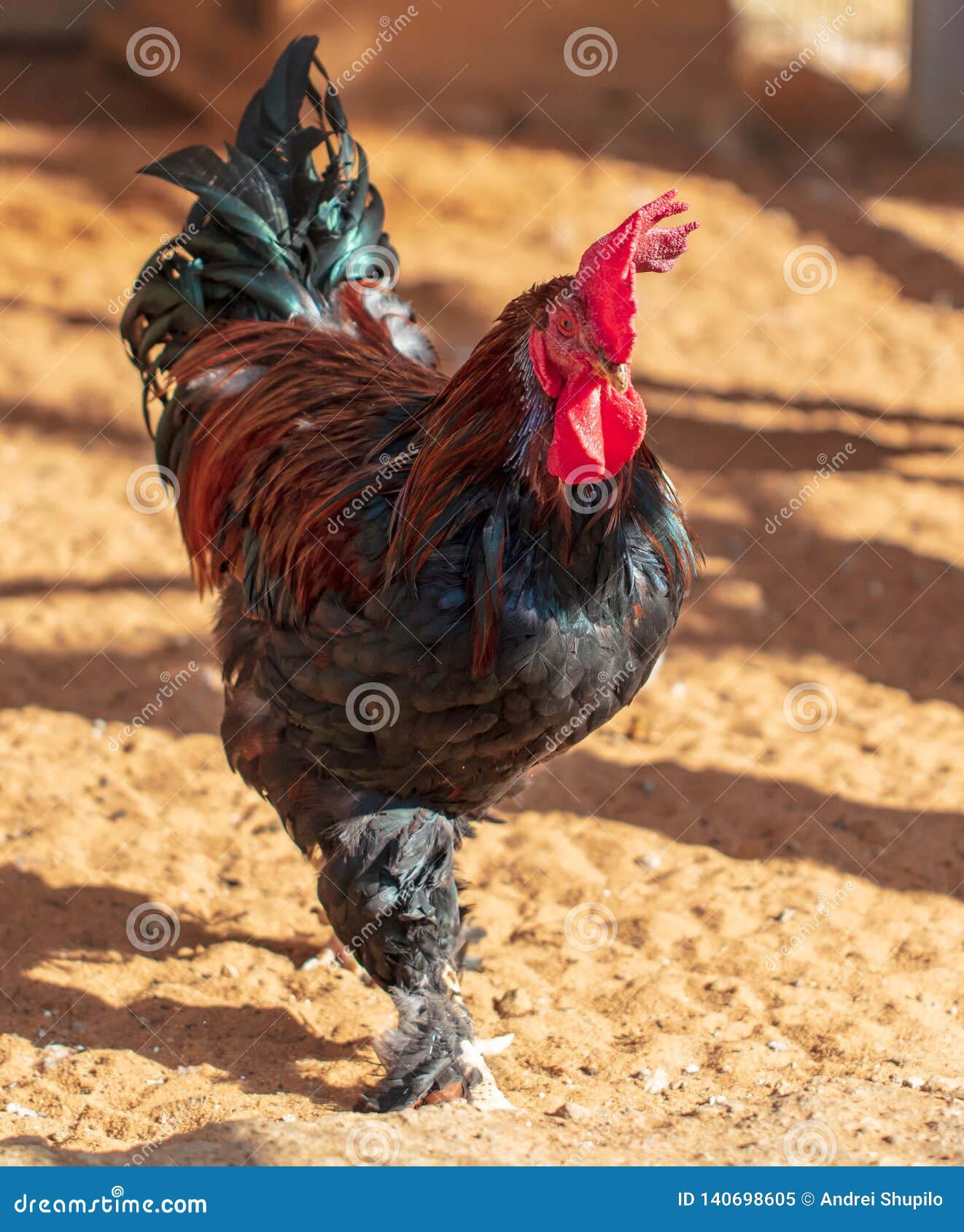 Portrait of a Rooster on a Farm Stock Image - Image of animals, animal ...