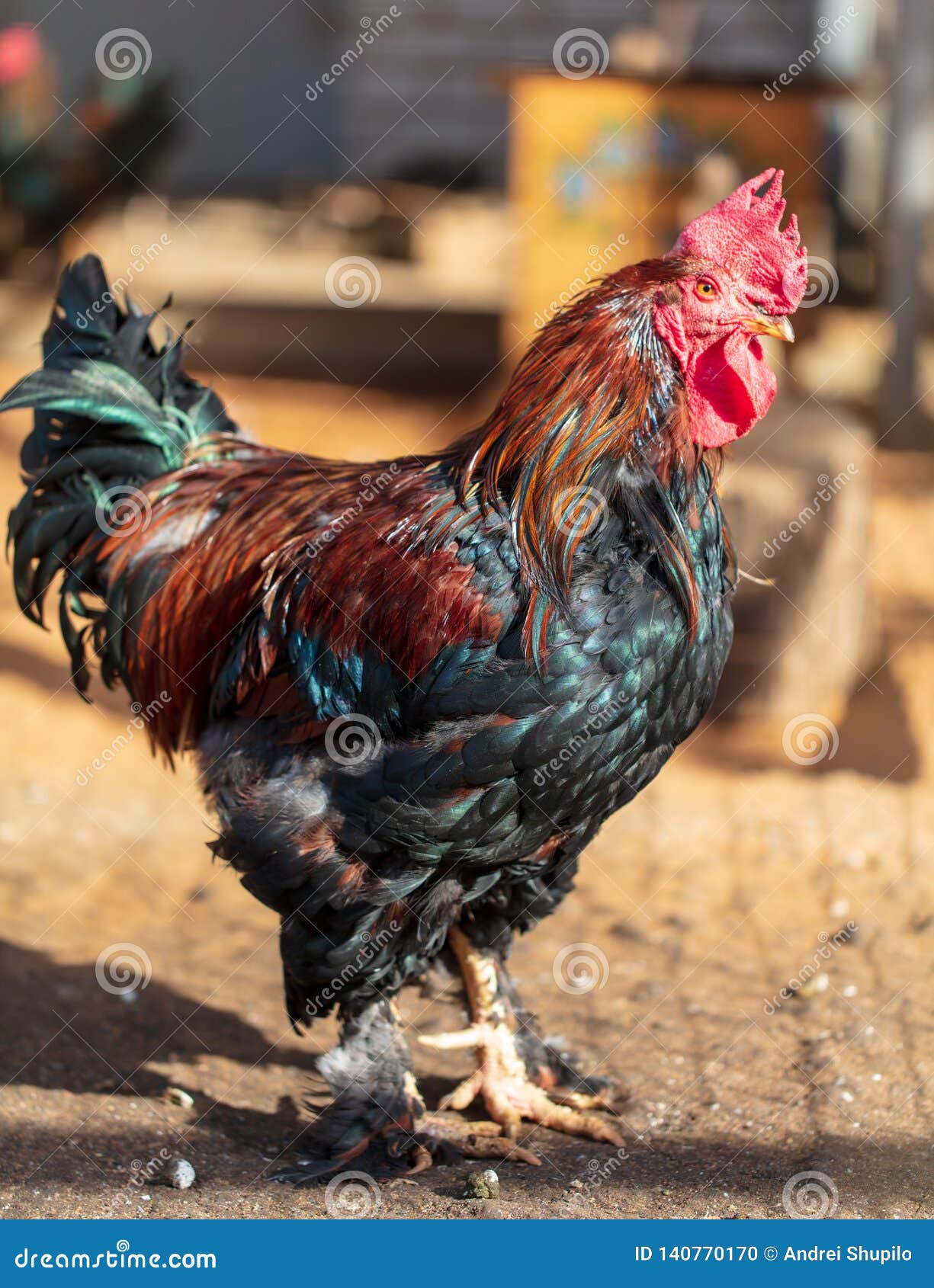 Portrait of a Rooster on a Farm Stock Photo - Image of ground, fowl ...