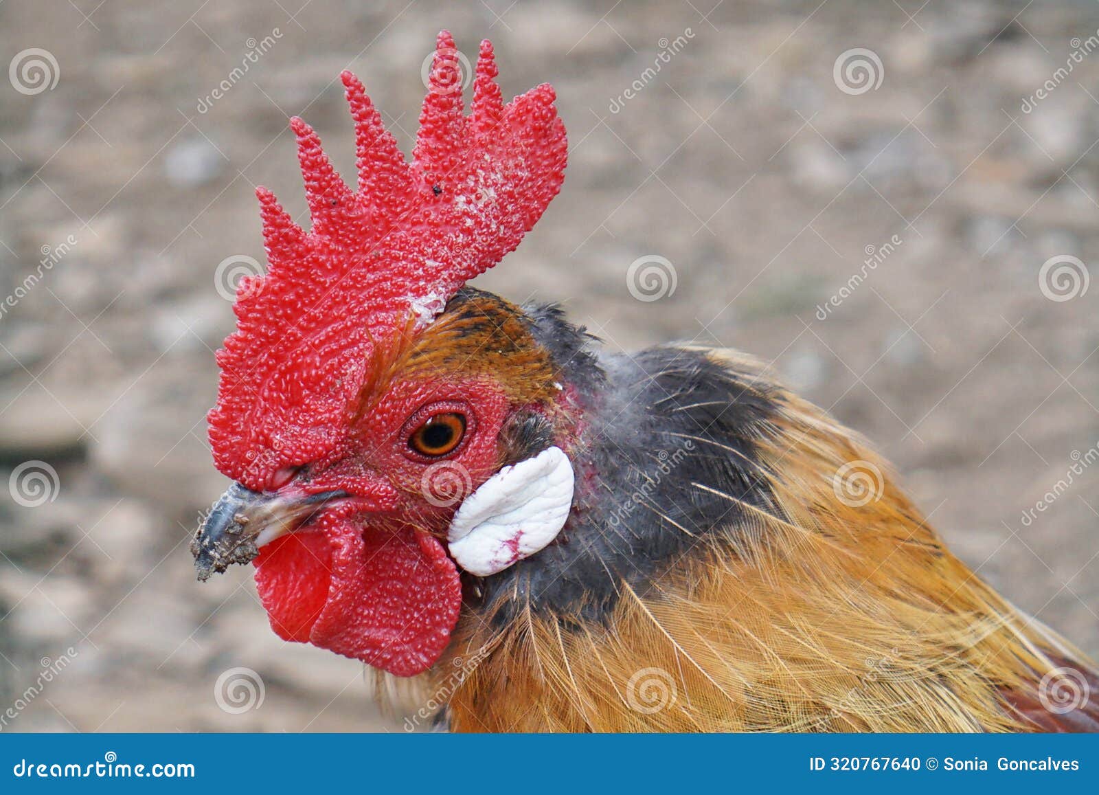 Portrait Of A Rooster`s Head. Isolated On White Background. Red Fire ...