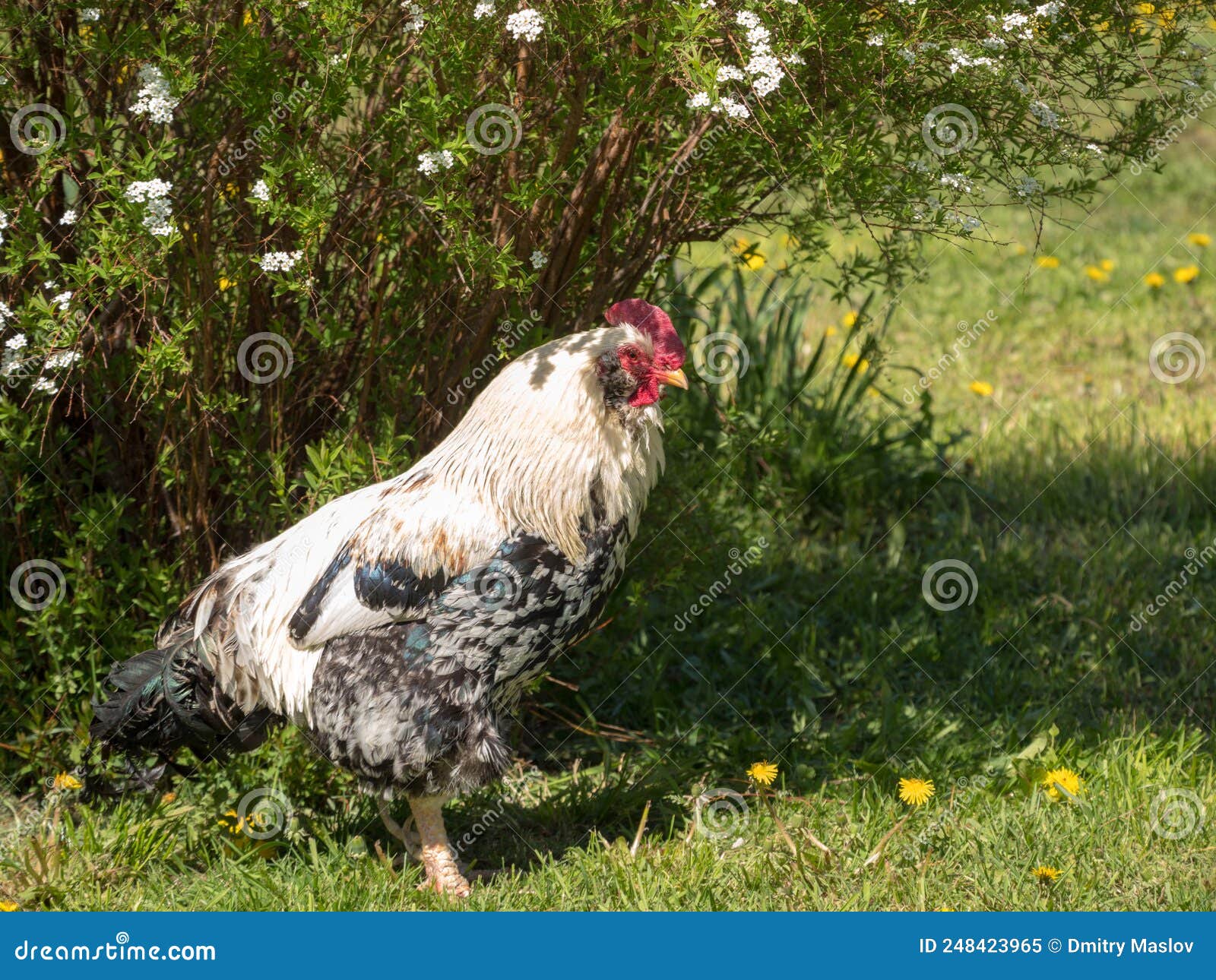 Portrait of a Rooster on Green Grass Stock Image - Image of sunny ...
