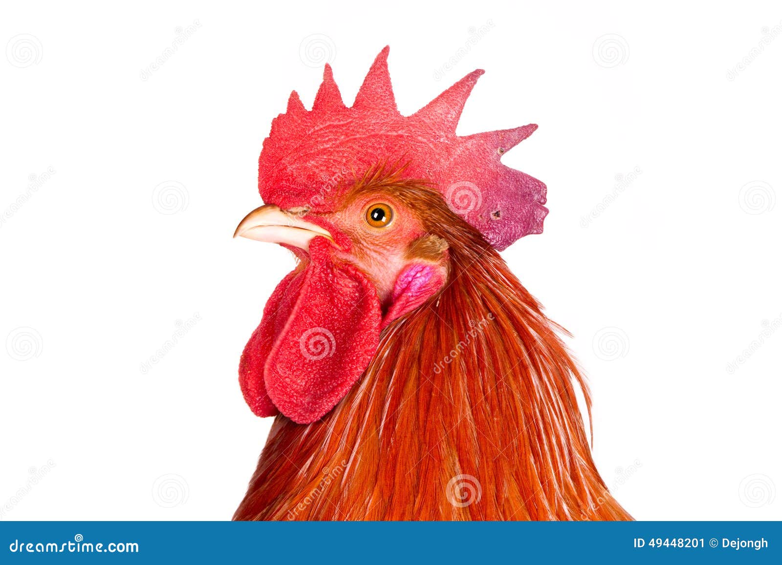Portrait of a Rooster, Looking Up Stock Image - Image of male, morning ...