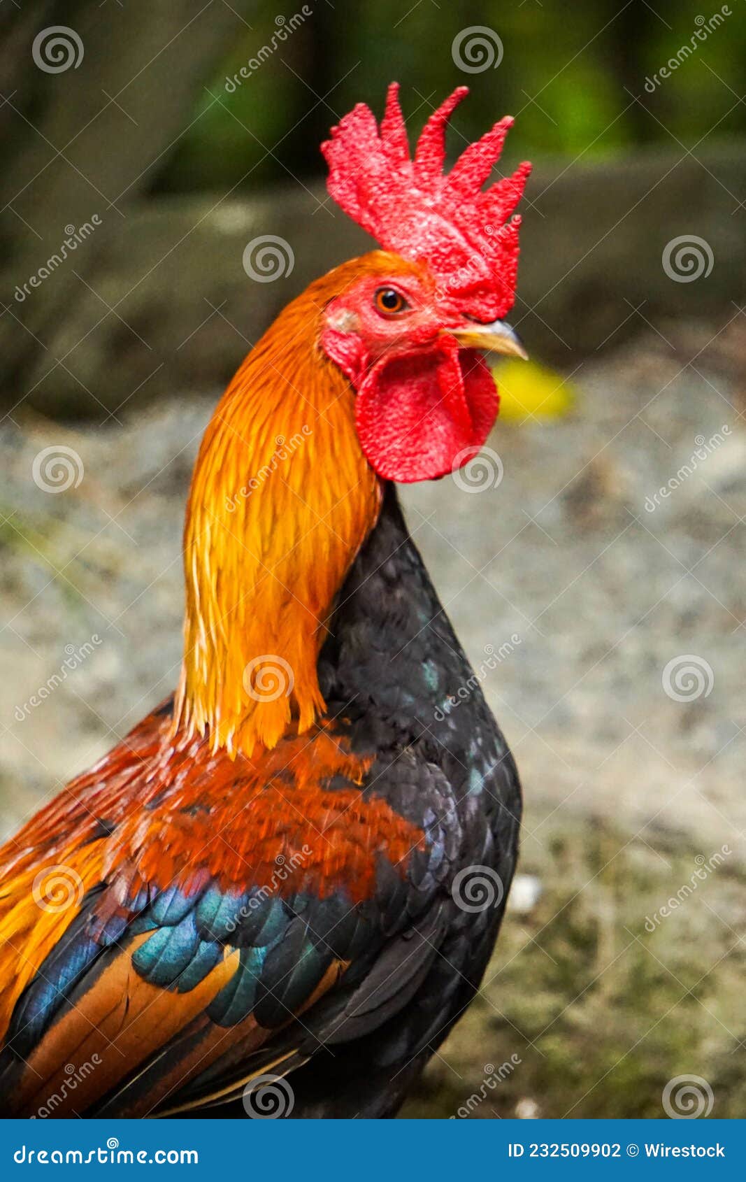 Portrait of a Rooster with a Red Crest Posing Outdoors Stock Photo ...