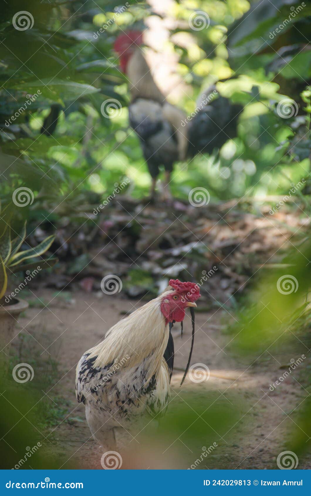 Portrait of 2 roosters stock image. Image of ducks, waterbird - 242029813