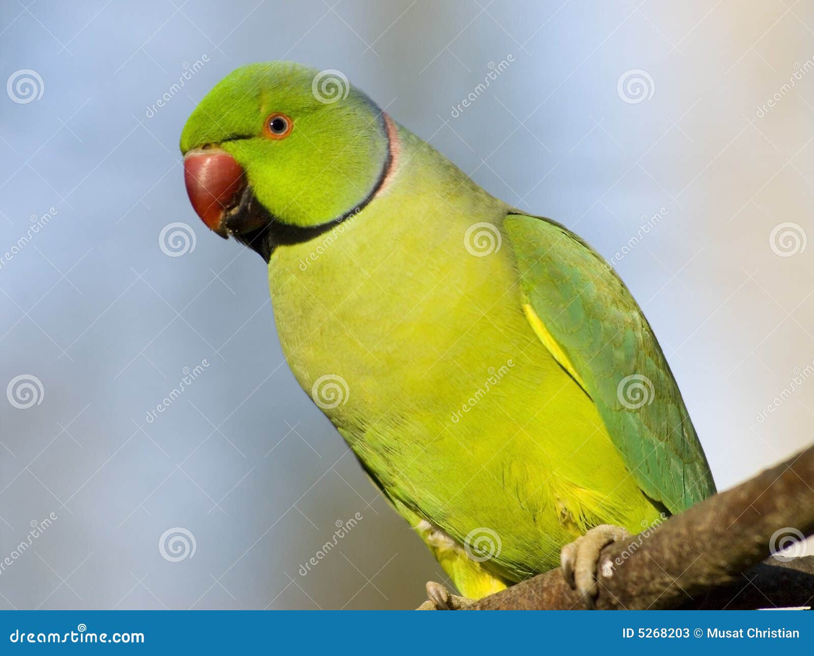 Portrait Rose-ringed Parakeet Stock Image - Image of closeup, plumage ...
