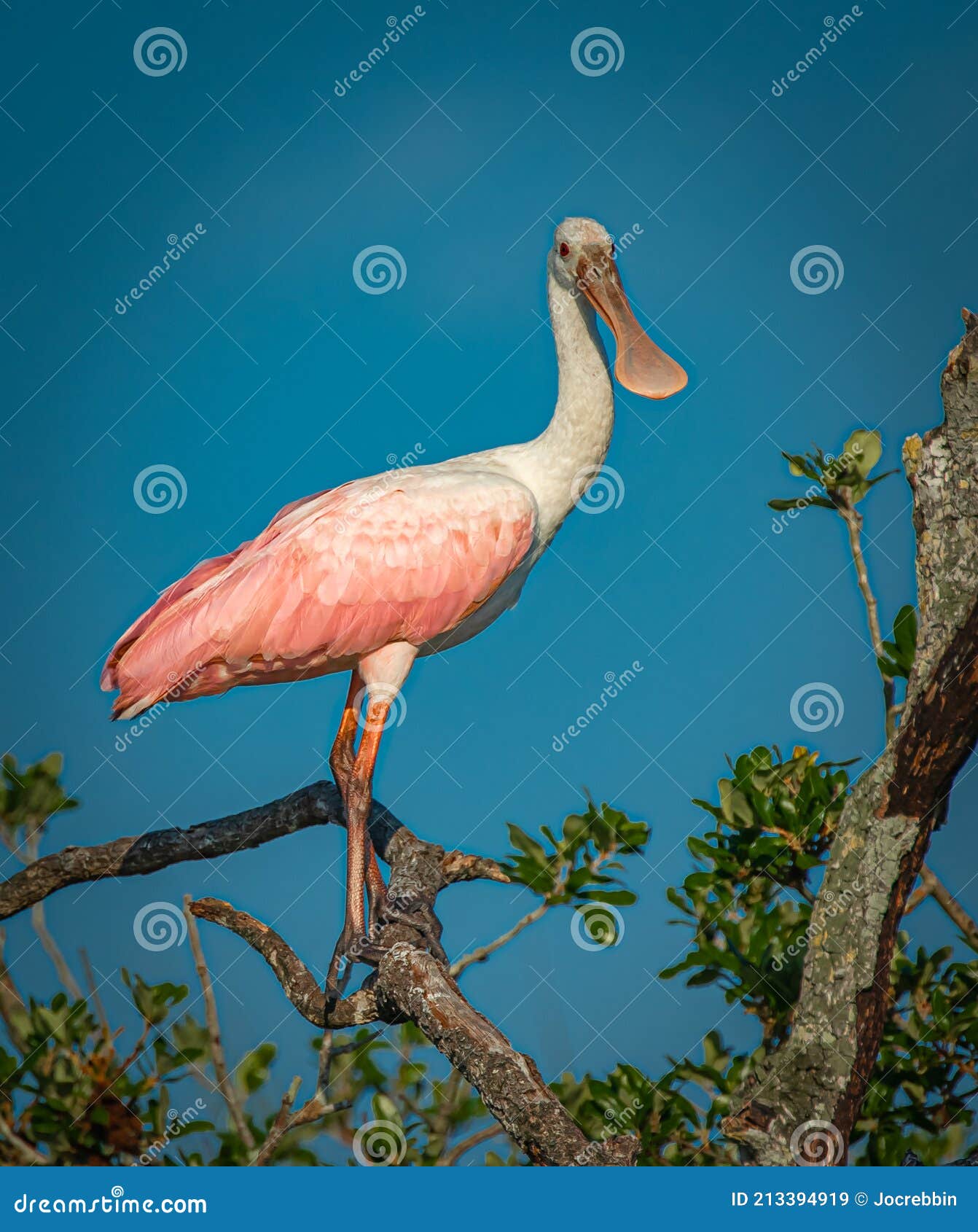 Portrait of a Rosette Spoonbill Facing Right Stock Image - Image of ...