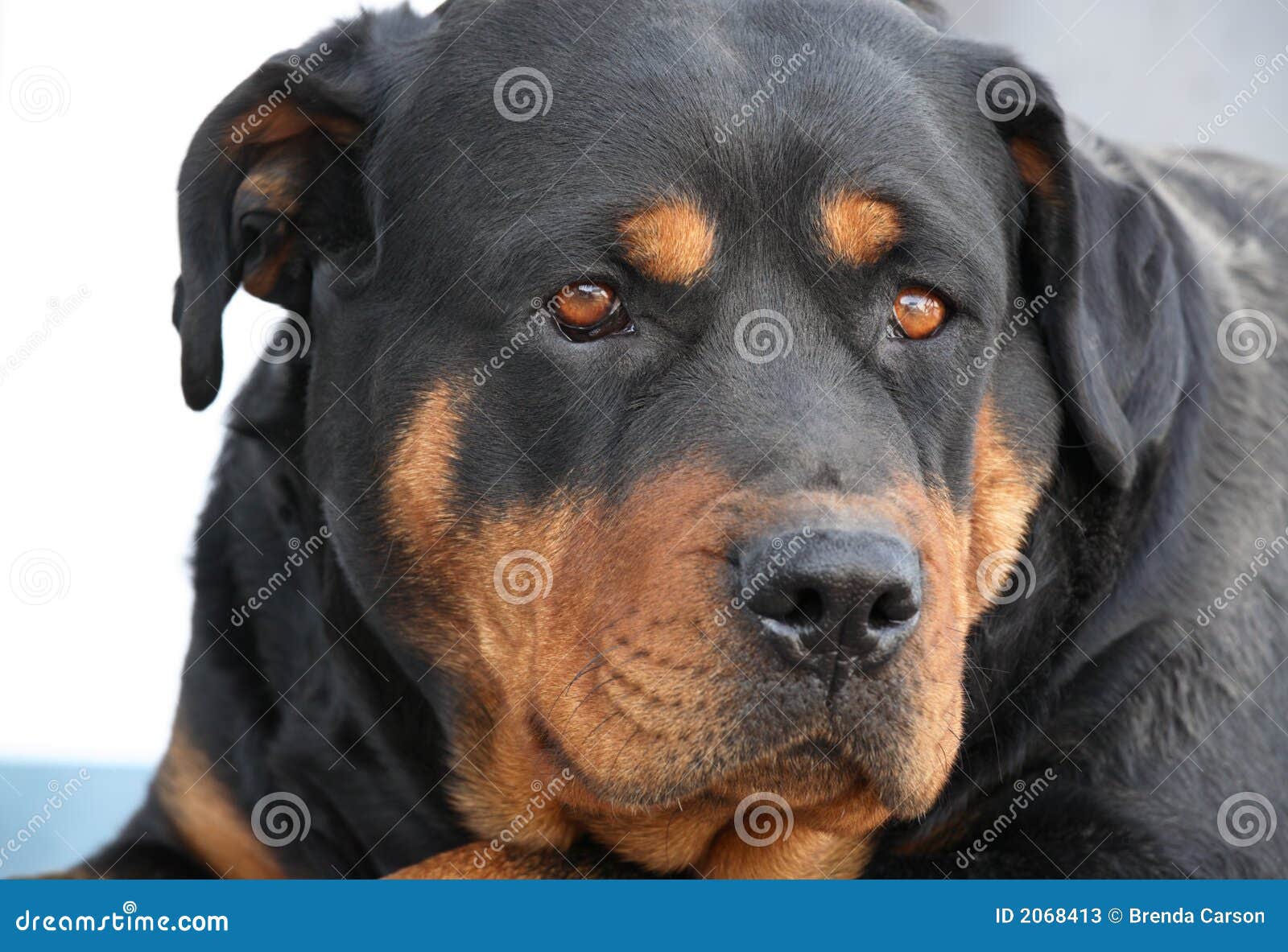 Portrait of a Rottweiler stock image. Image of guards - 2068413
