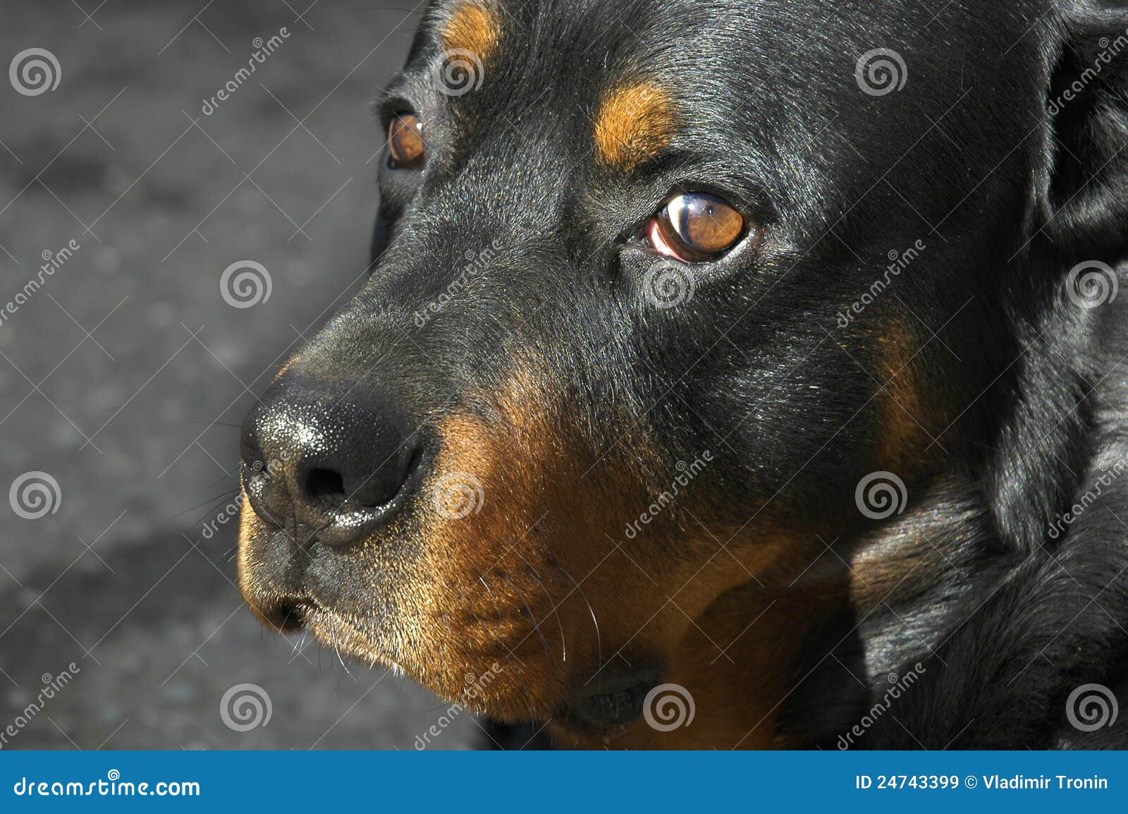 Portrait of a rottweiler stock image. Image of friend - 24743399
