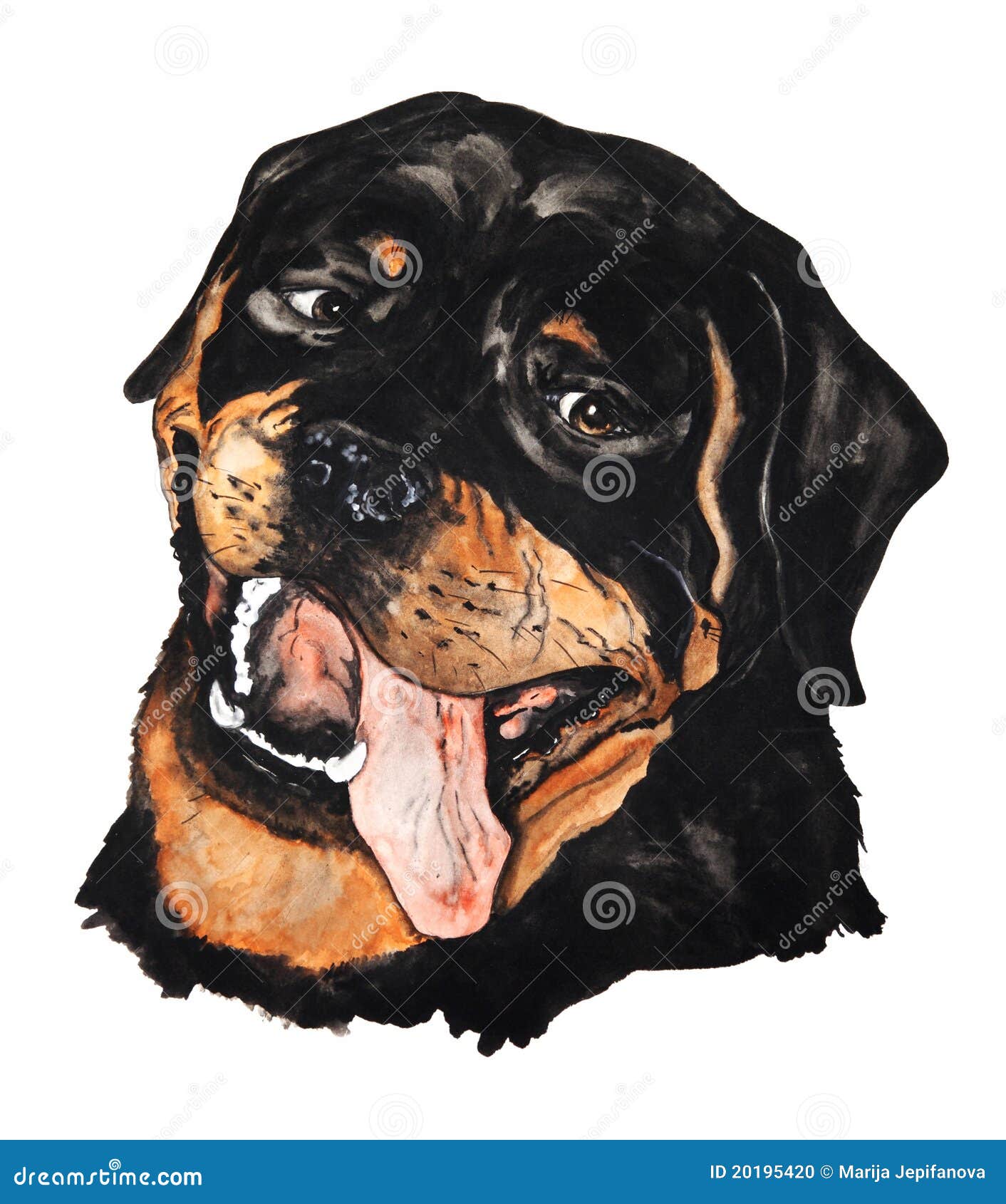 Portrait Of A Rottweiler. Drawing Watercolor Picture. Image: 20195420