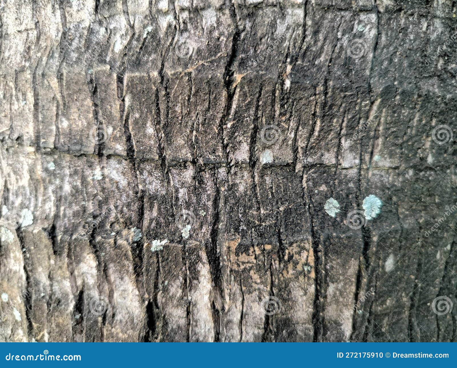 Look at the Surface of the Coconut Trunk Stock Photo - Image of coconut ...