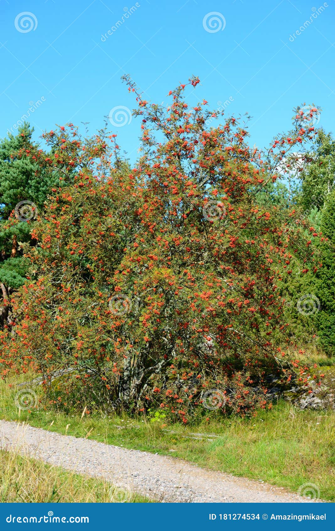 Portrait of Rowan Tree in Nature Outdoors Stock Photo - Image of autumn ...