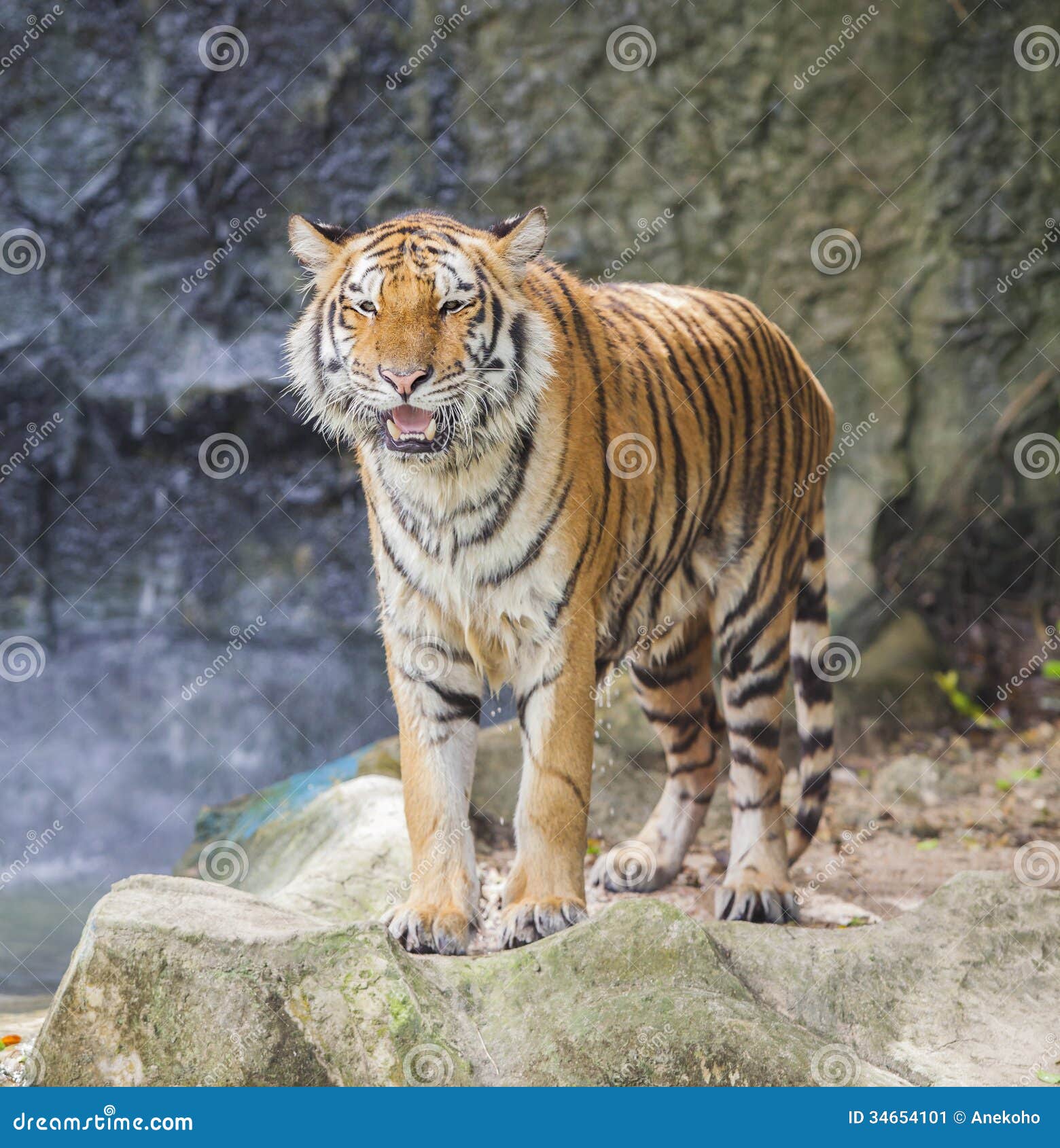 Portrait of a Royal Bengal Tiger Stock Image - Image of hunt, jungle ...