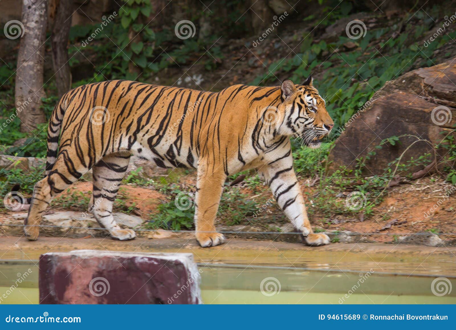 Portrait of a Royal Bengal Tiger Alert and Staring at the Camera Stock ...