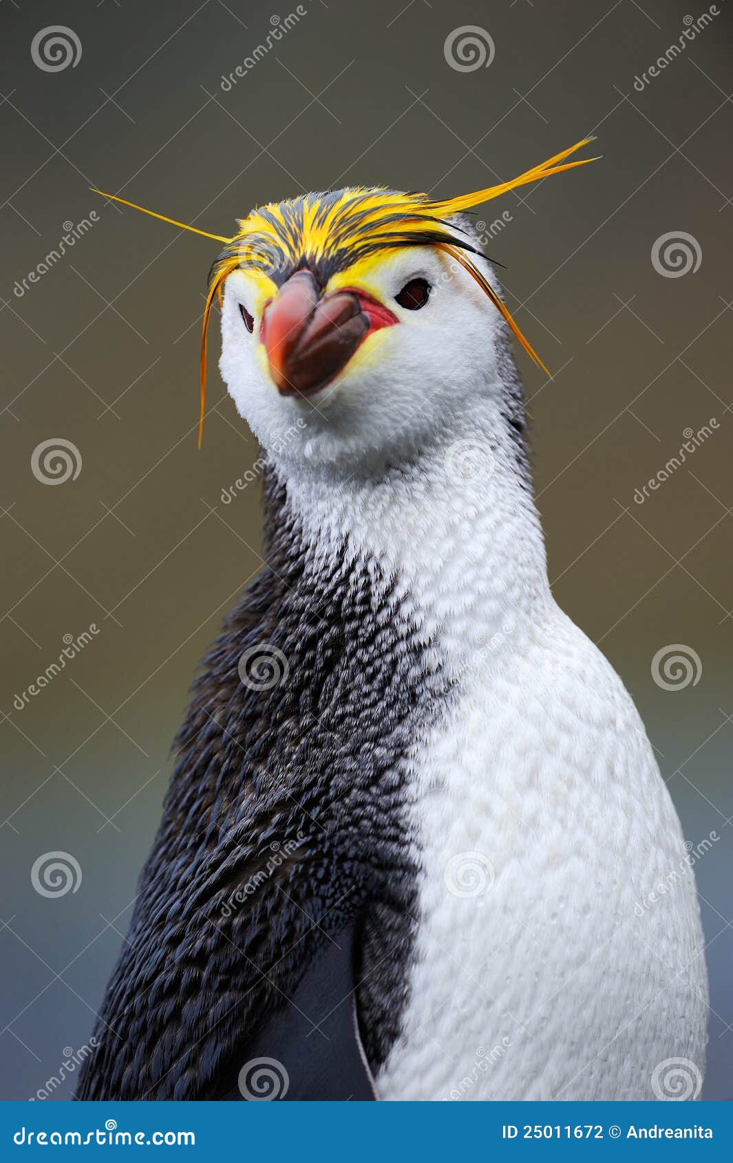 Portrait of a Royal Penguin Stock Photo - Image of bird, freezer: 25011672