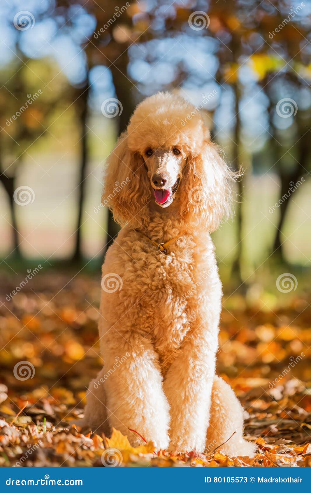 Portrait of a royal poodle stock image. Image of wood - 80105573