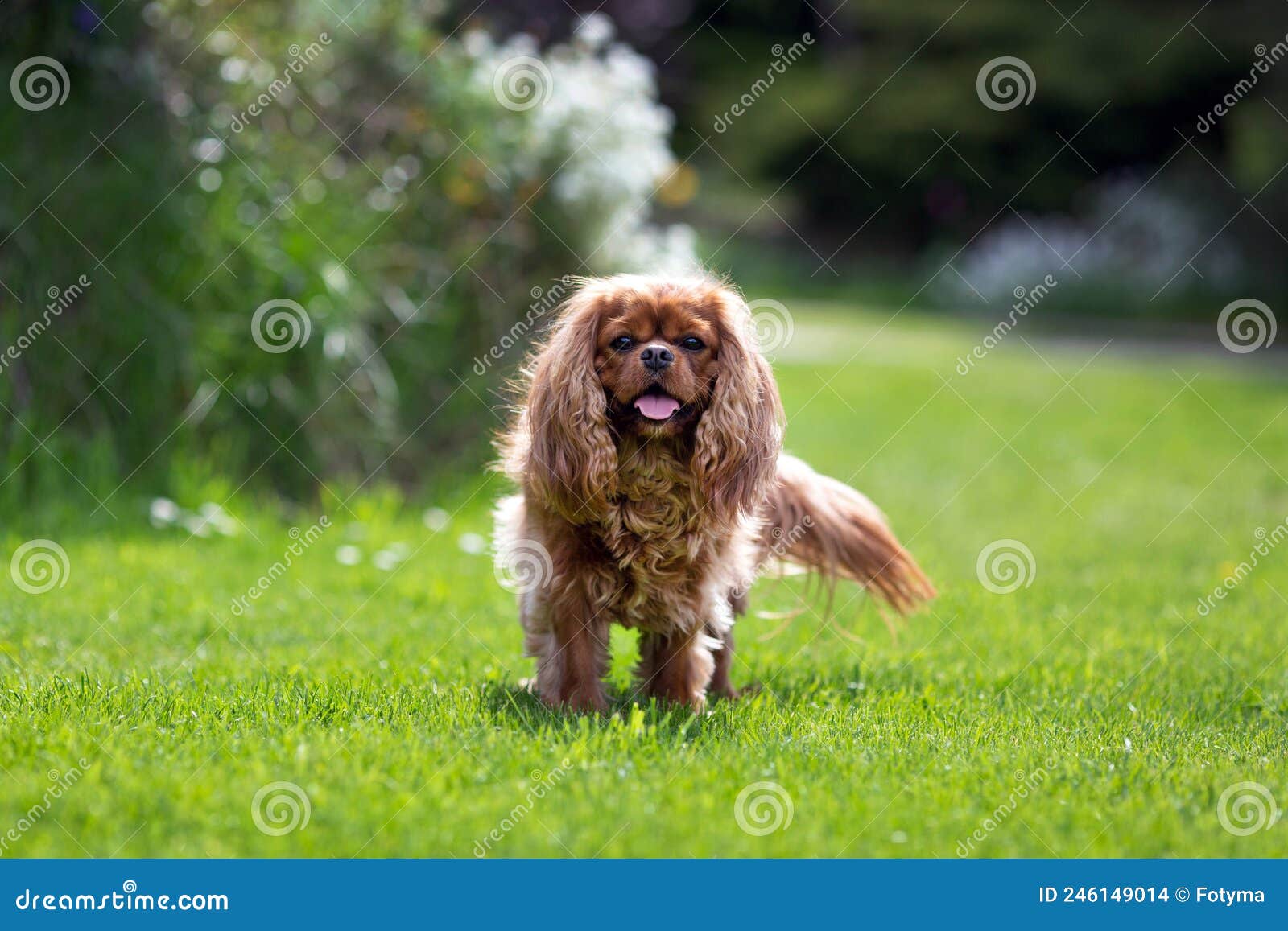 Portrait of Ruby King Charles Cavalier Spaniel Stock Photo - Image of ...