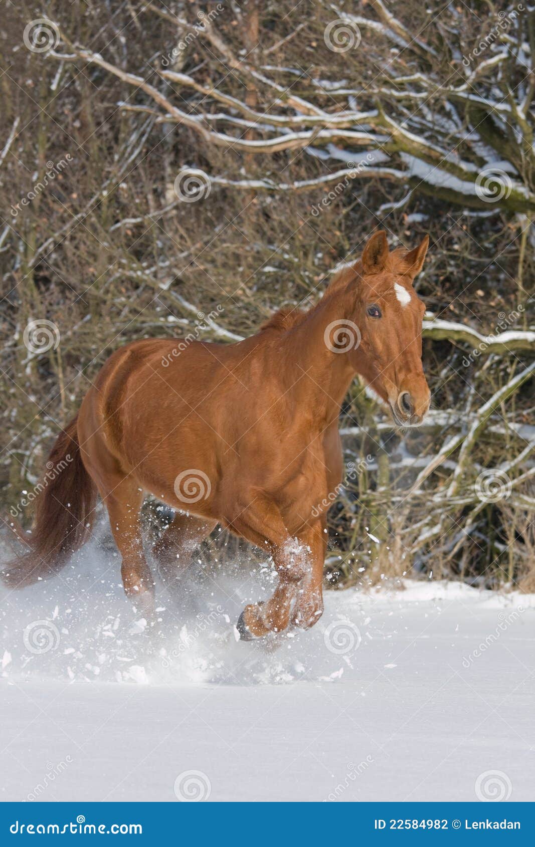 Portrait of Running Happy Horse Stock Photo - Image of cold, animal ...