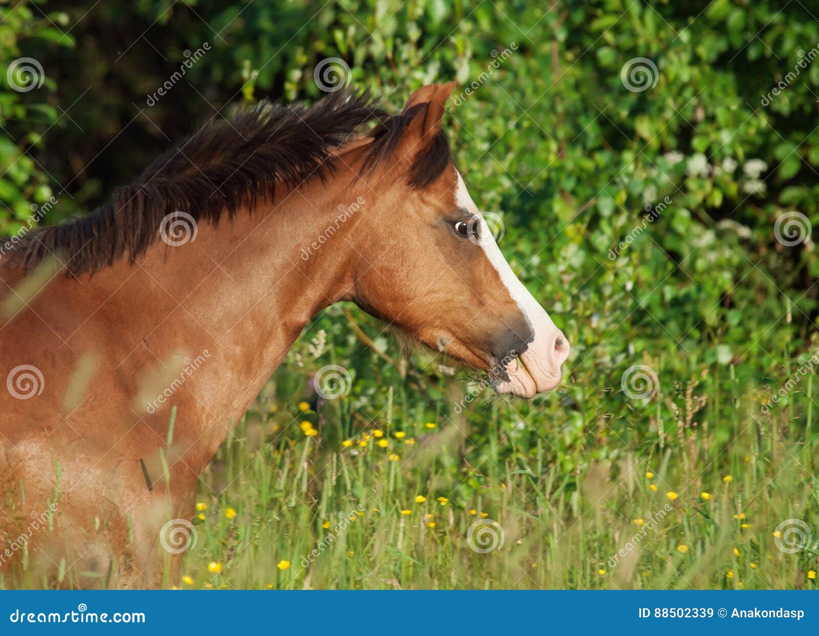 Portrait of Running Welsh Pony in the Field at Freedom Stock Image ...