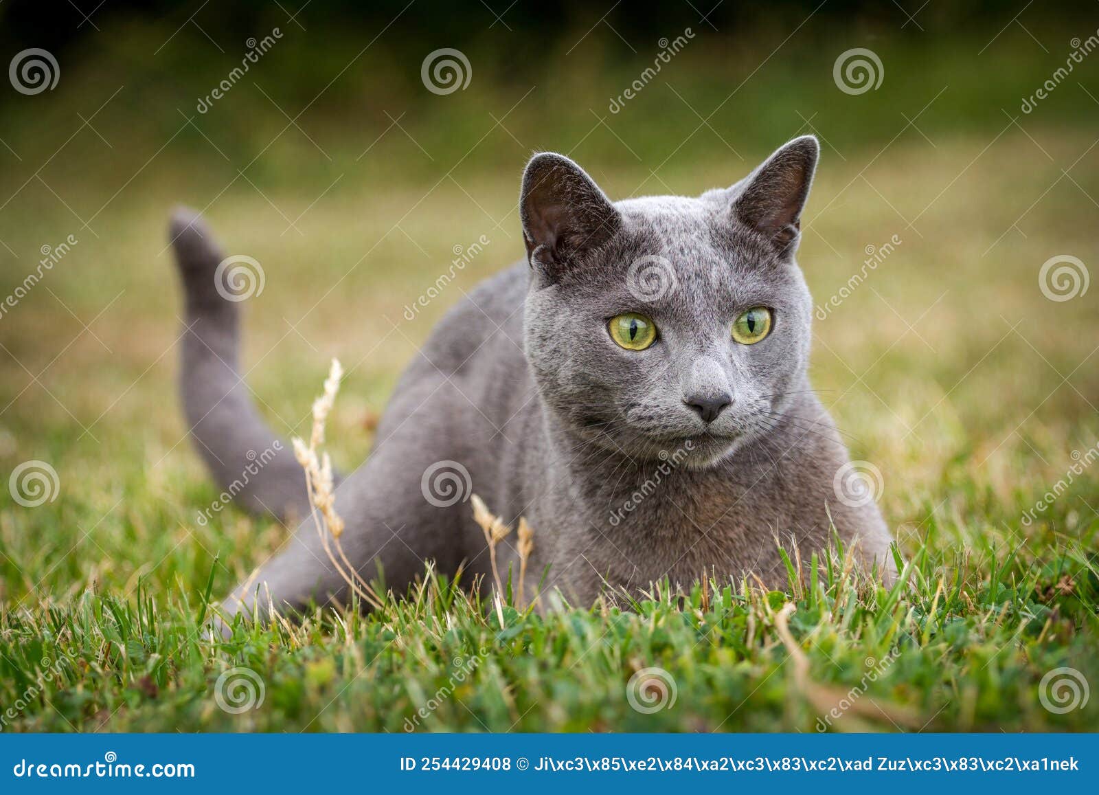 Portrait of a Russian Cat in the Grass Stock Photo - Image of grey ...