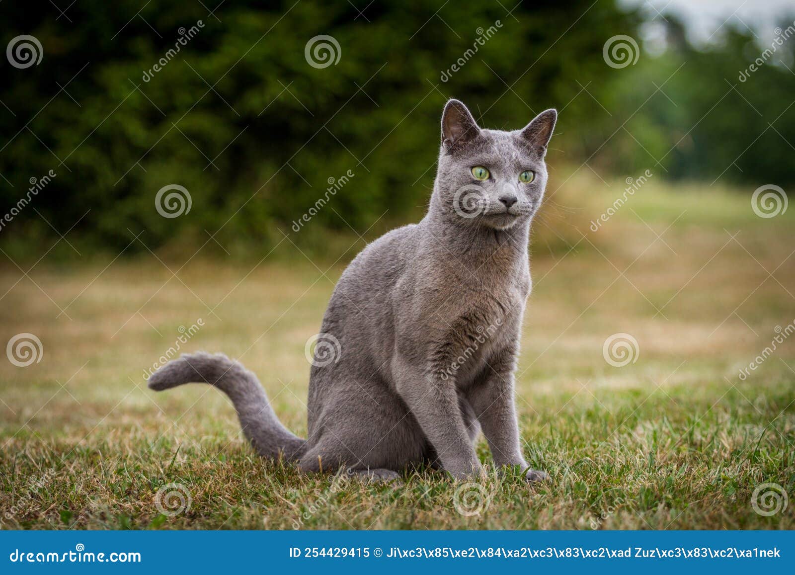 Portrait of a Russian Cat in the Grass Stock Image - Image of eyes ...