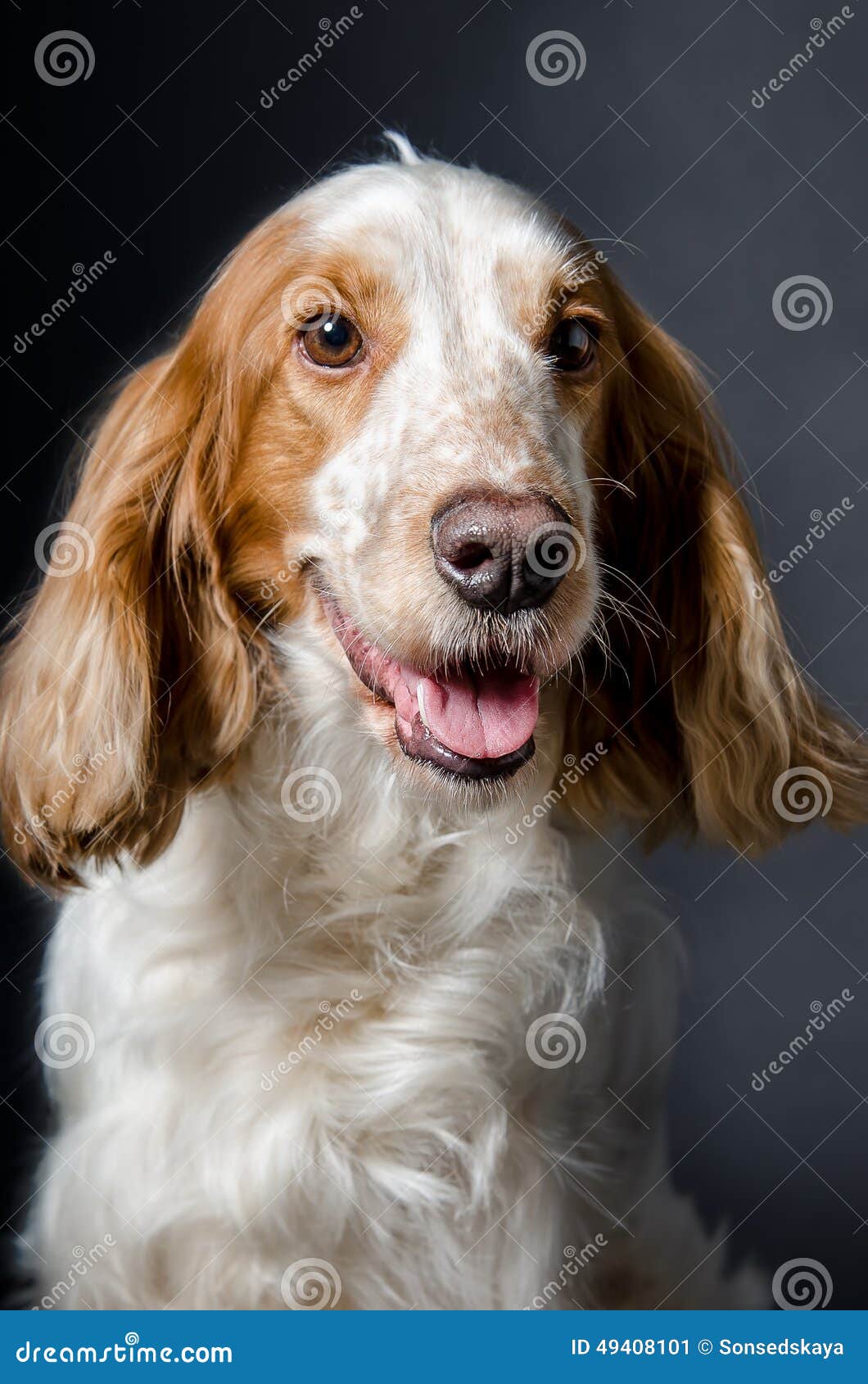 Portrait of a Russian Spaniel Stock Image - Image of canine, close ...